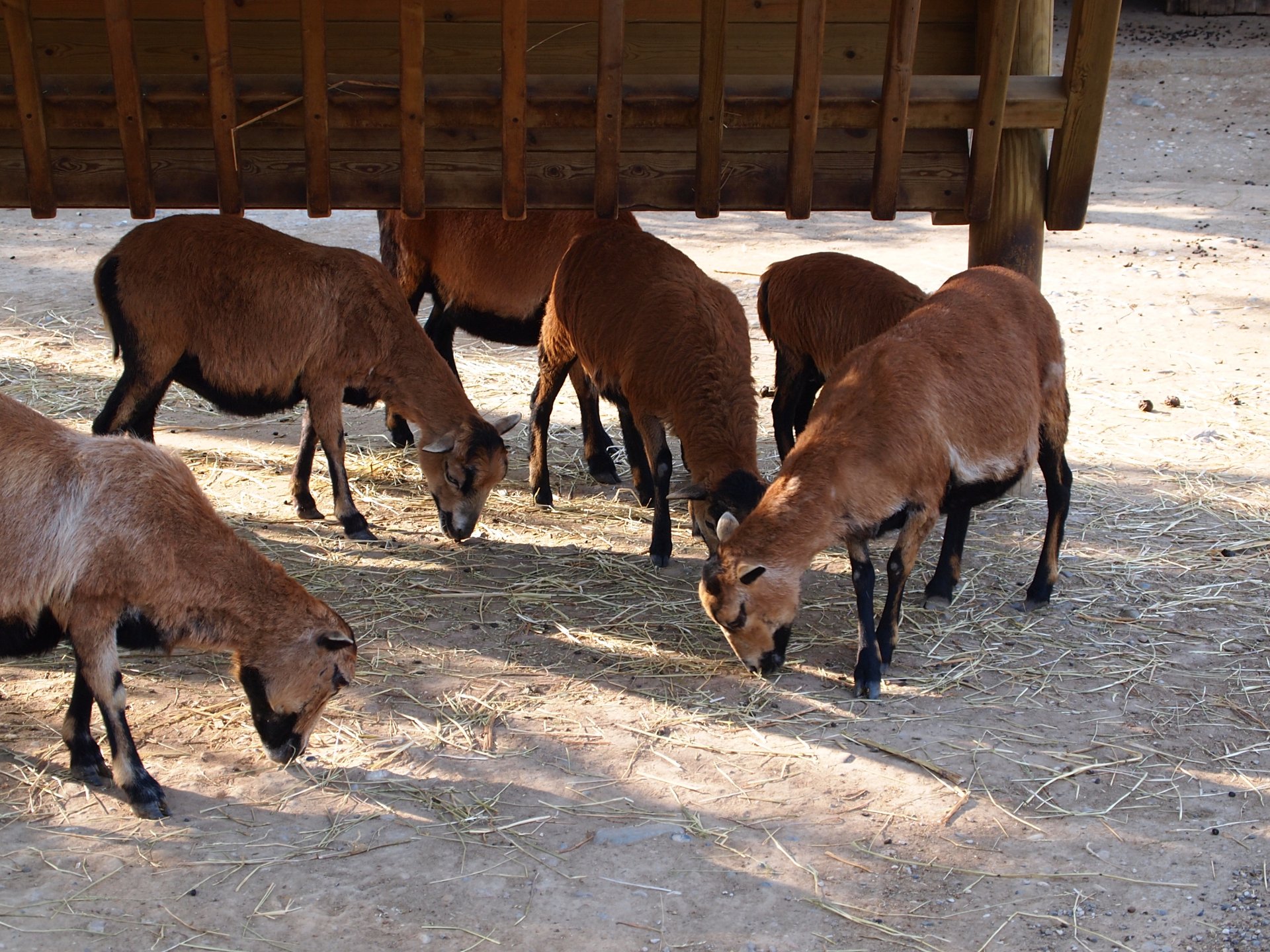 Caprette by mikevero