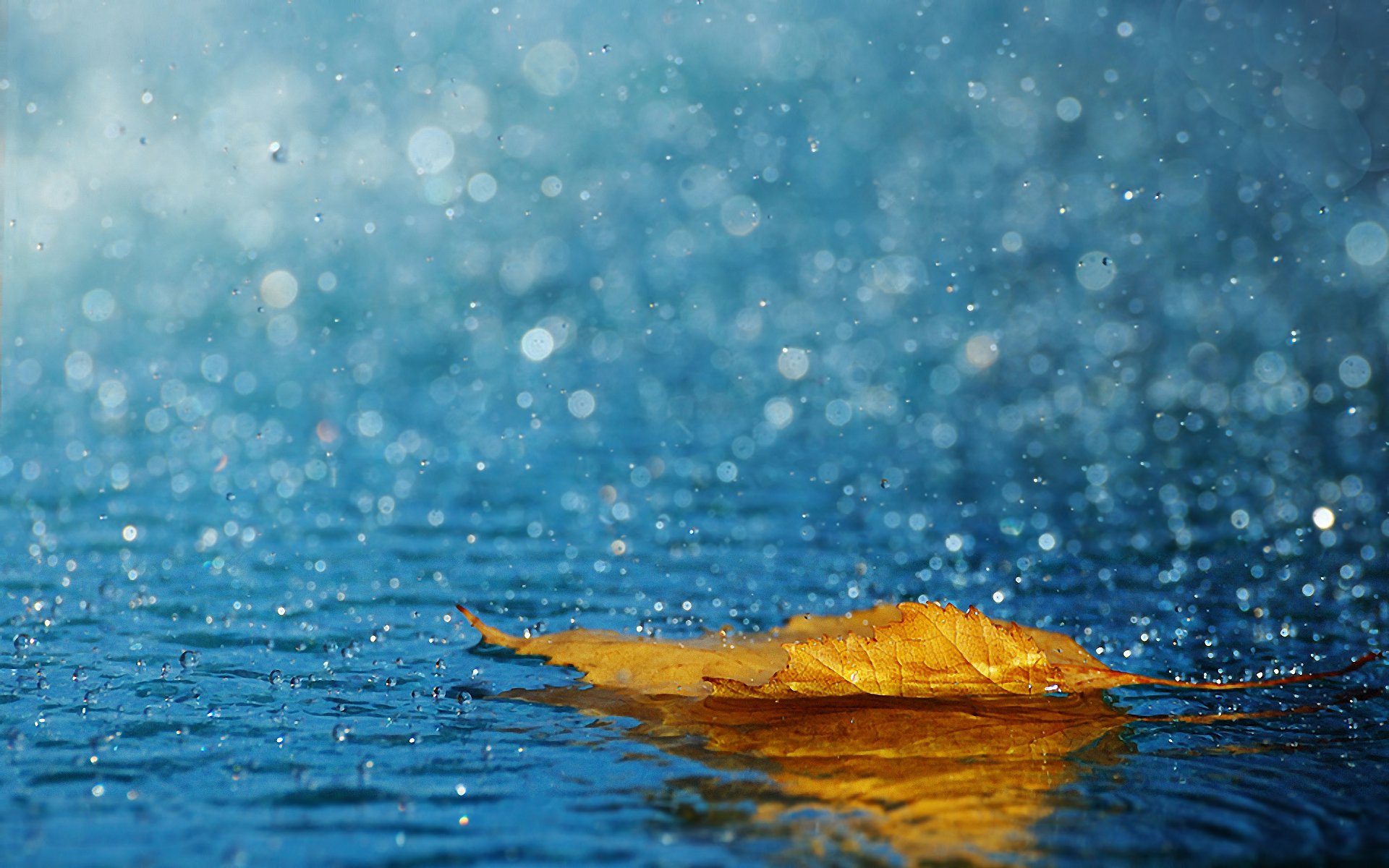 Leaf HD Wallpaper | Background Image | 1920x1200 | ID:235989 ...