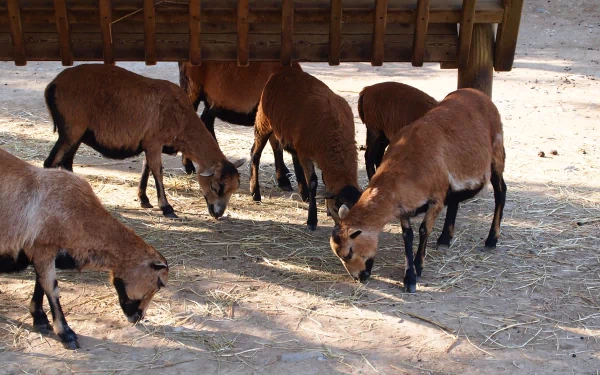 [20+] Goat 4k Wallpapers