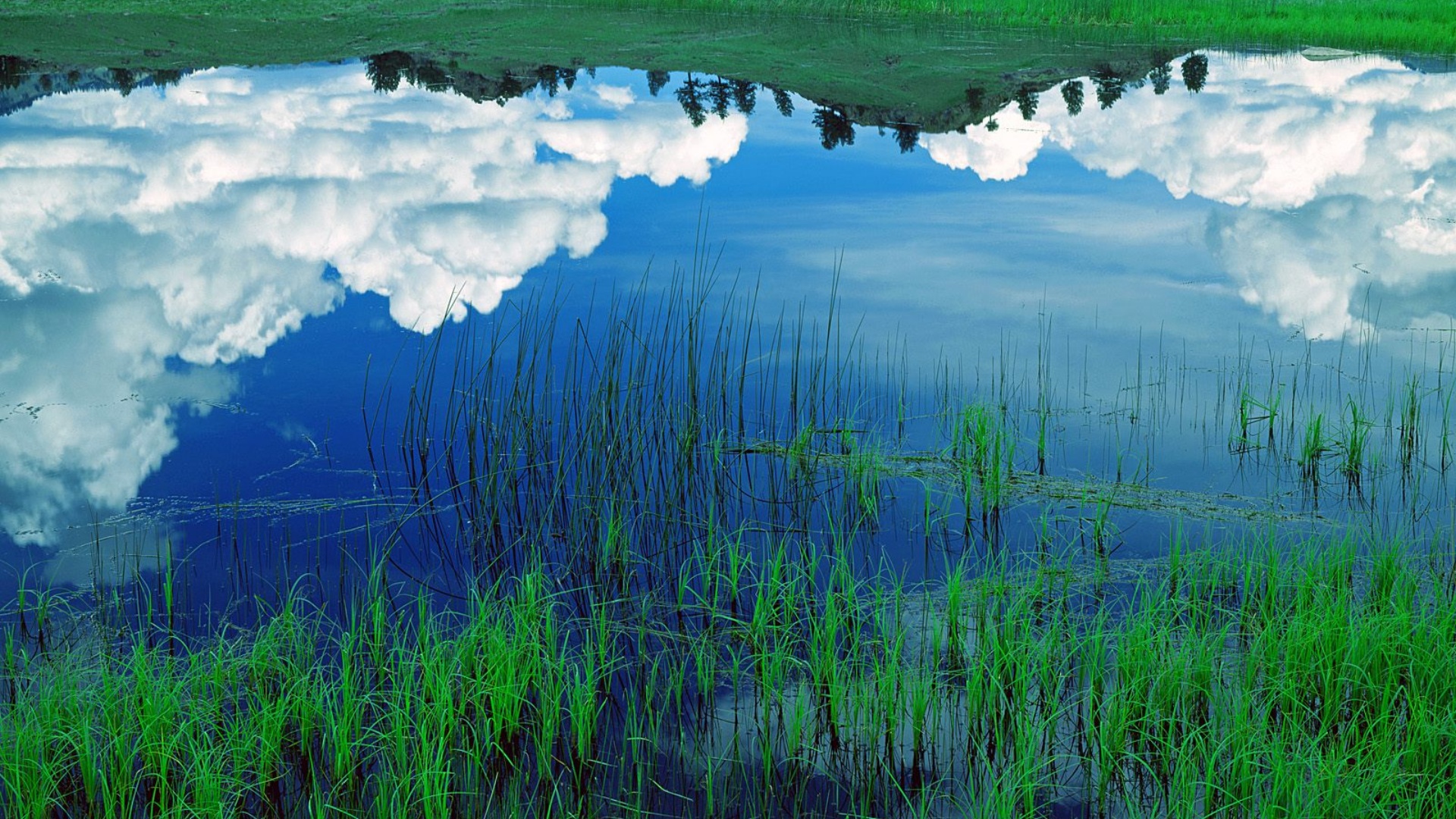 Download Water Grass Lake Nature Reflection HD Wallpaper