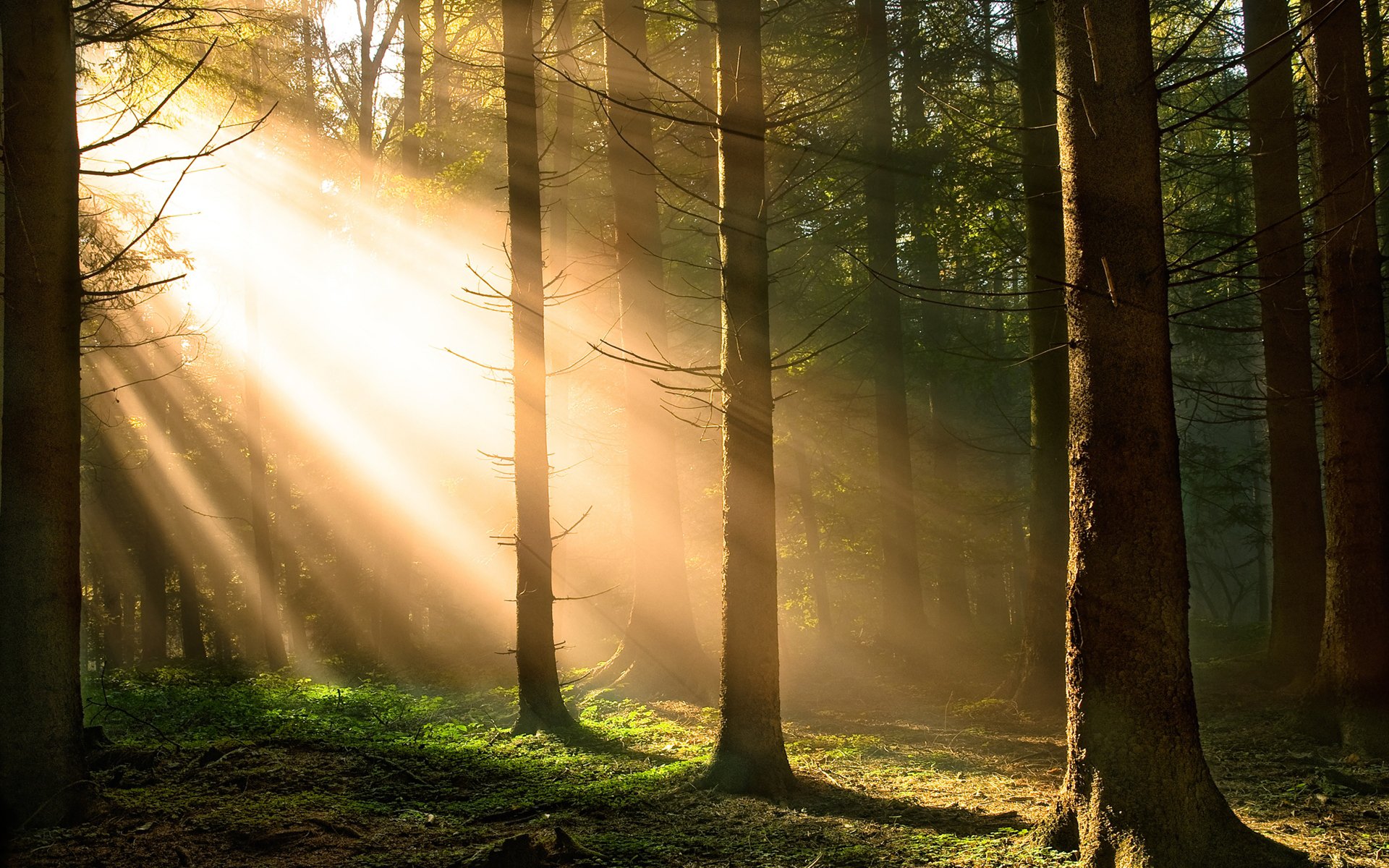 Download Nature Sunbeam HD Wallpaper | 1920x1200 | Wallpaper Abyss