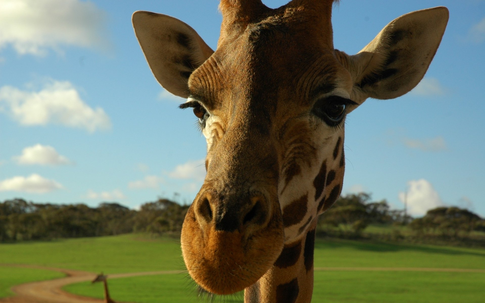Download Animal Giraffe HD Wallpaper