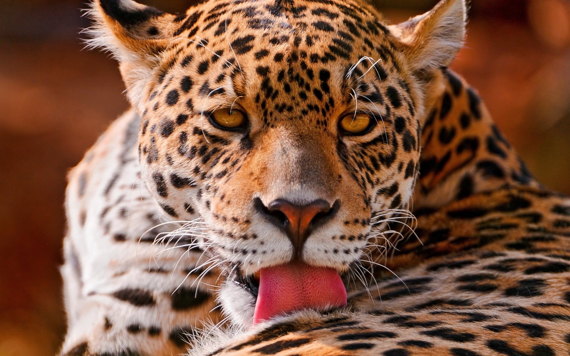 Download Animal Leopard HD Wallpaper