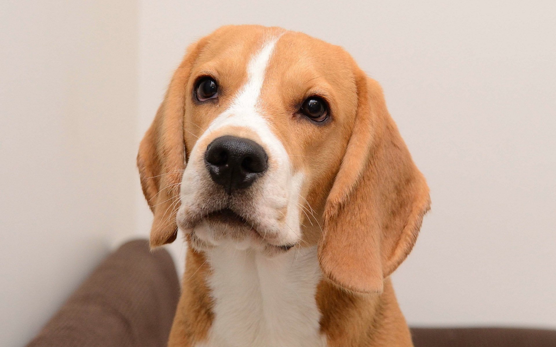 Download Beagle Animal Dog HD Wallpaper | 1920x1200 | Wallpaper Abyss