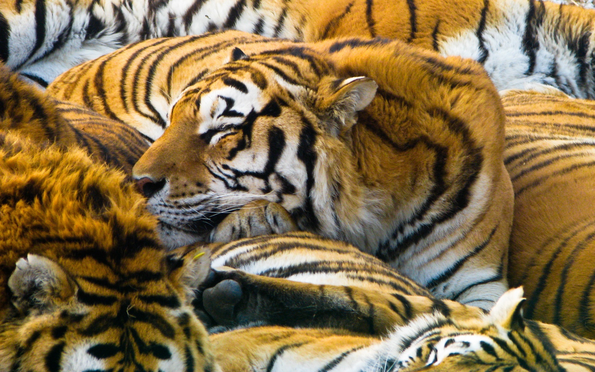 Download Animal Tiger HD Wallpaper