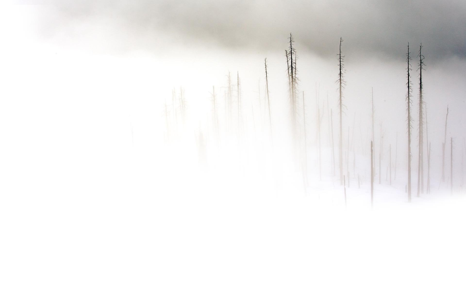 Nature Fog HD Wallpaper