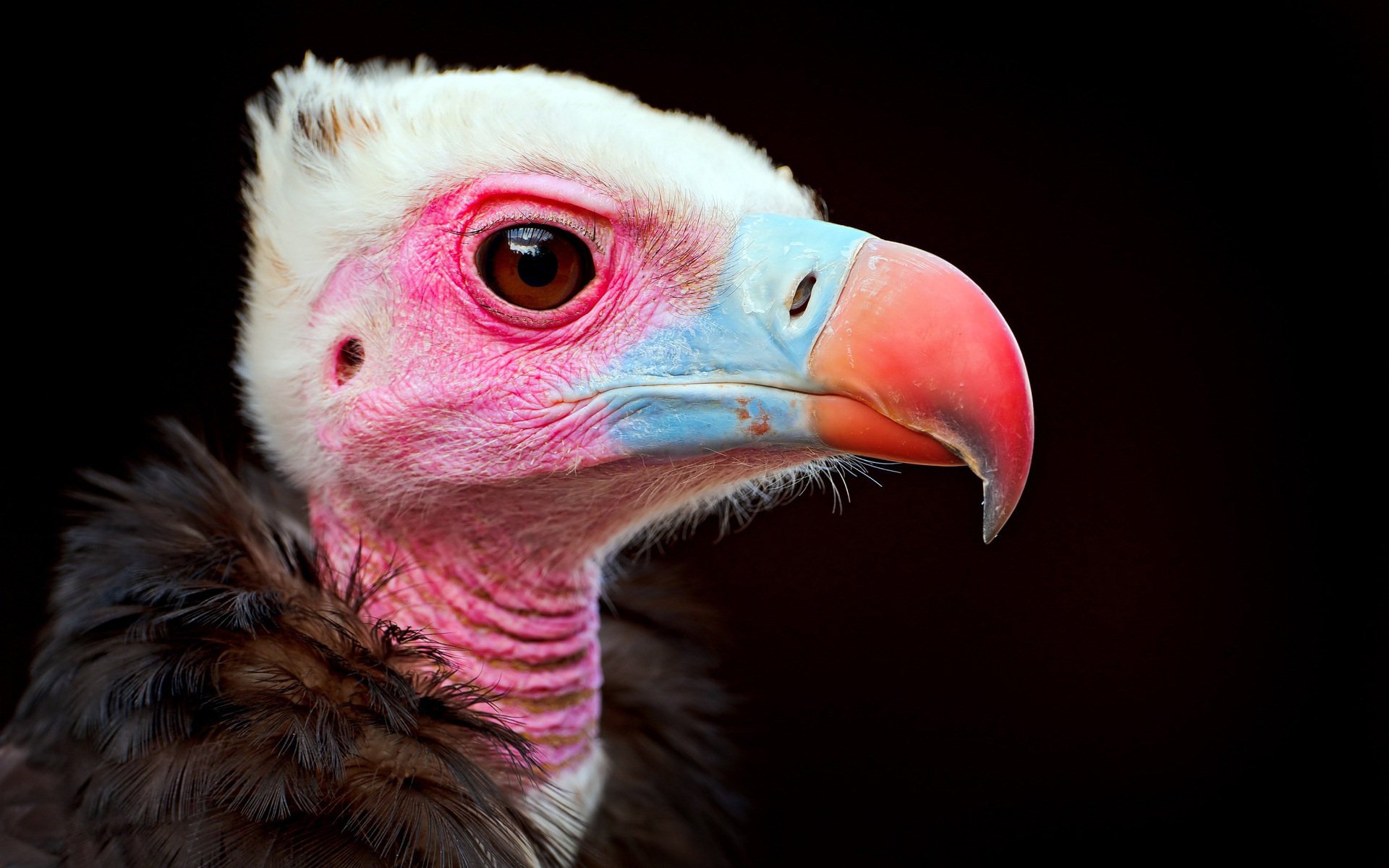 HD Vulture Wallpaper — Pink-Headed Majesty