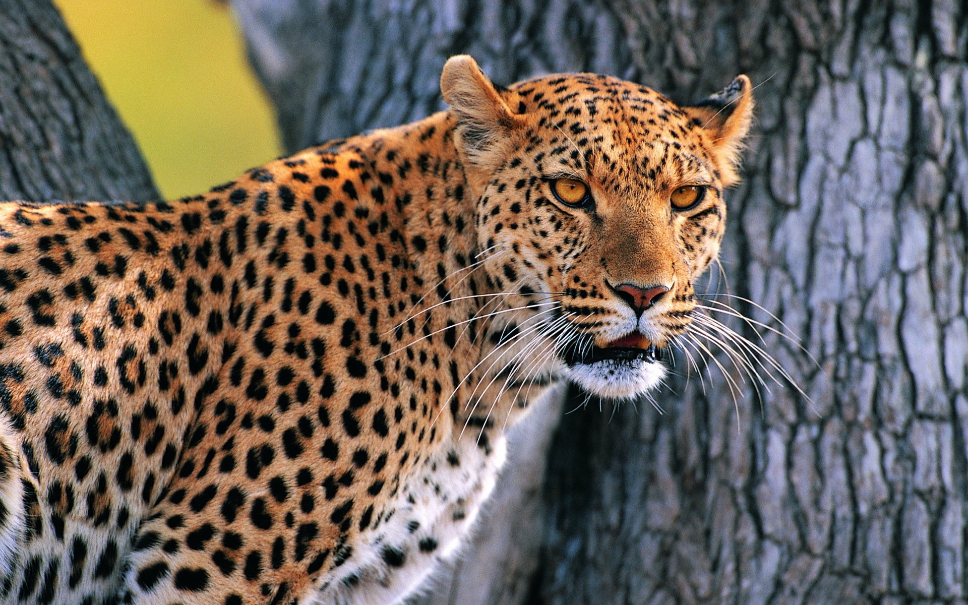 Majestic Leopard HD Wallpaper: Wild Elegance in Nature | 1920x1200 ...