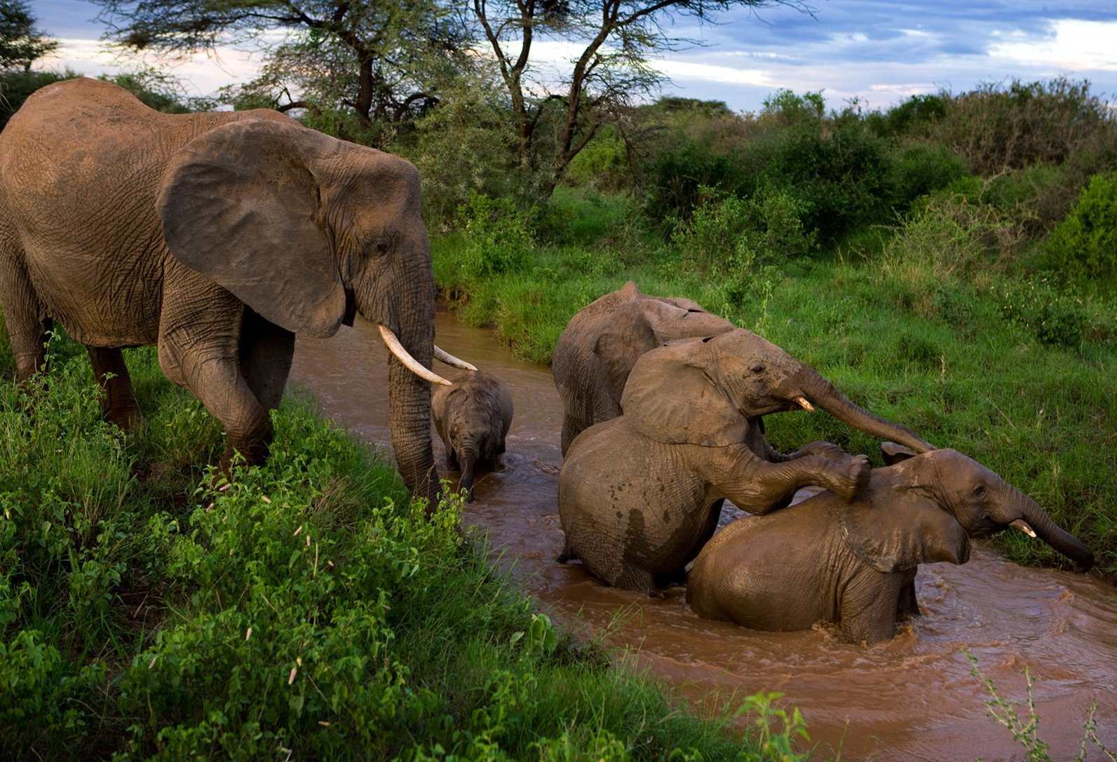 Majestic African Bush Elephants: HD Wildlife Wallpaper in Natural ...
