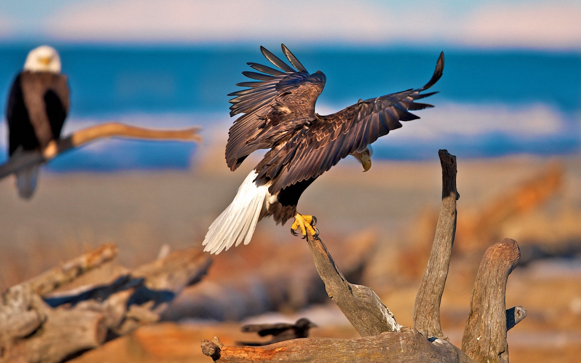 Majestic Eagle in Flight – Stunning HD Animal Wallpaper