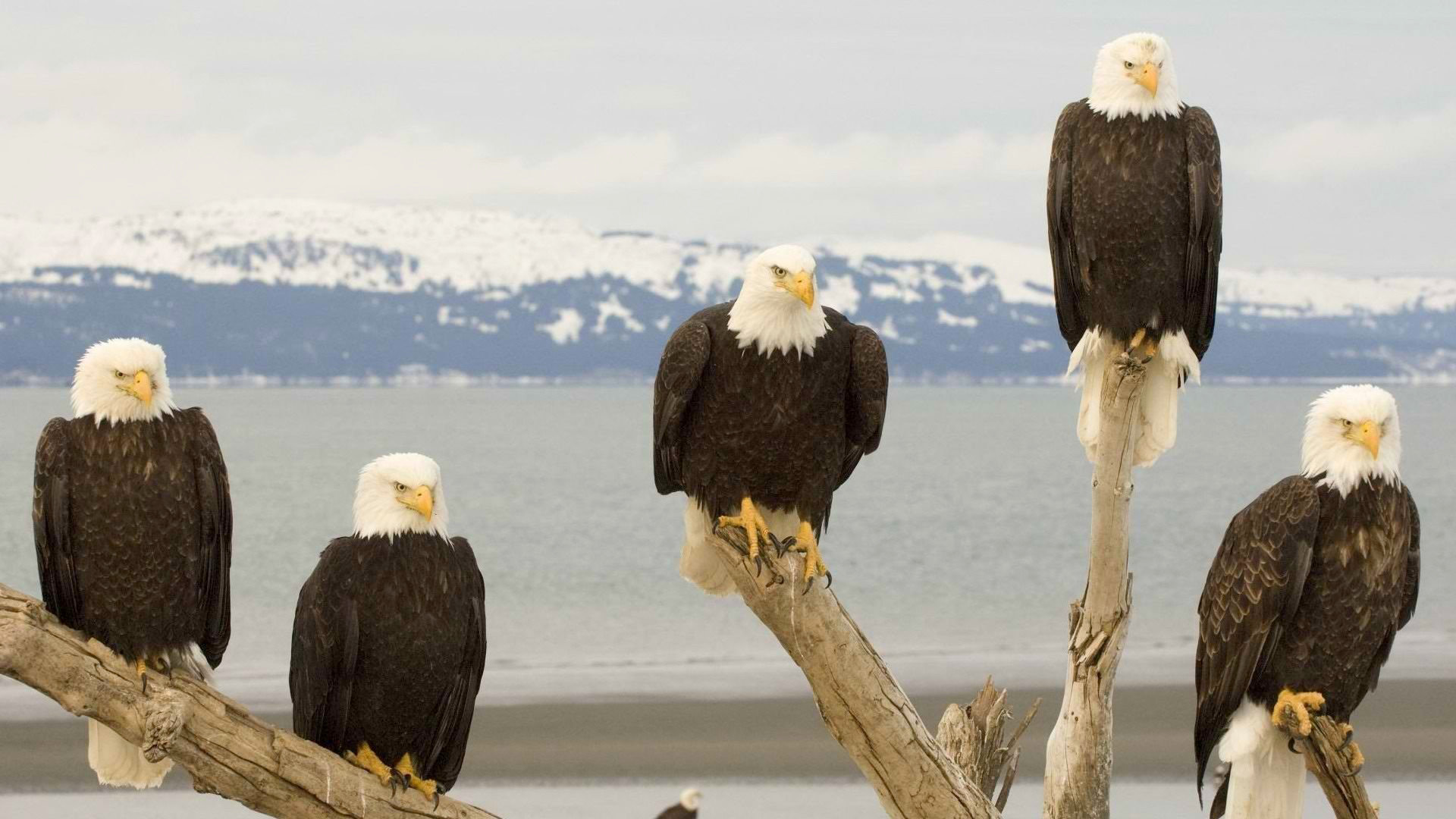 Download Animal Eagle HD Wallpaper