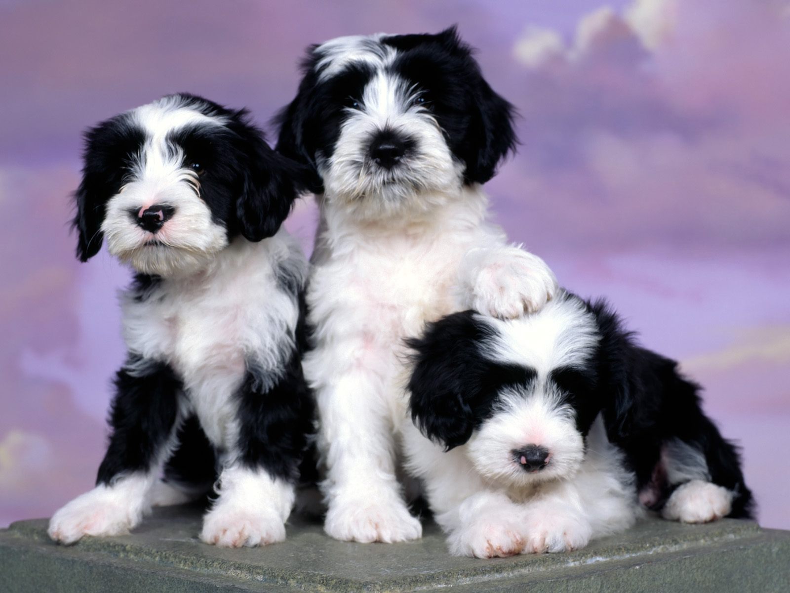 Download Animal Dog Wallpaper