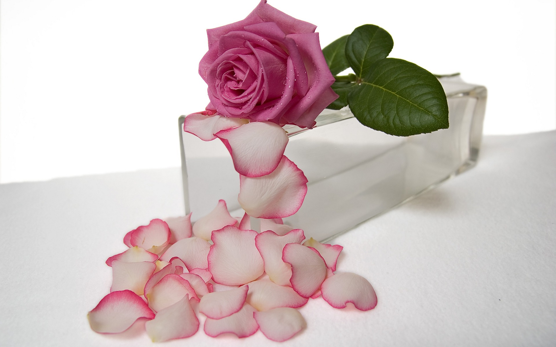 Elegant Still Life: HD Rose Petal Photography Wallpaper