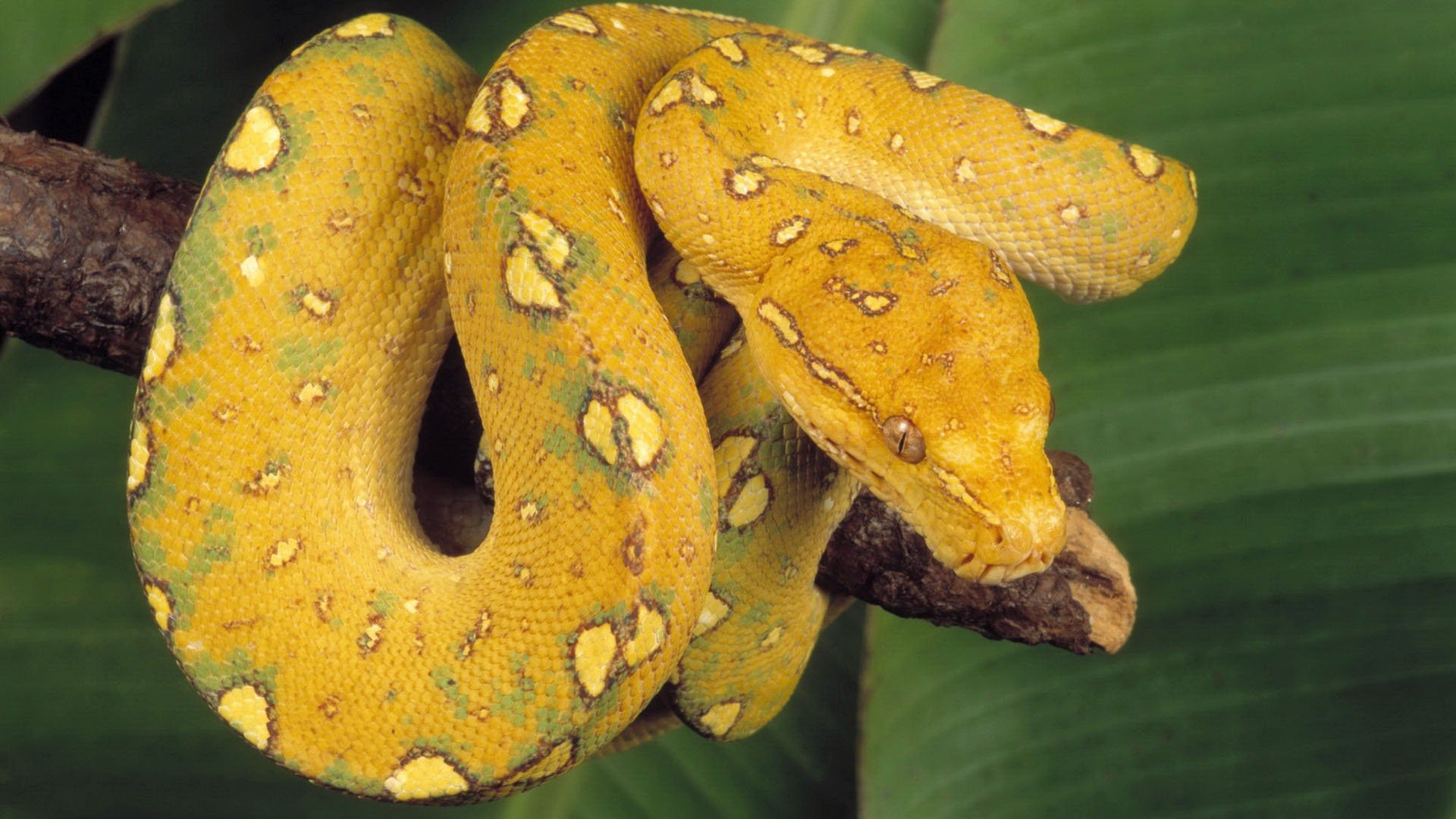 Stunning Yellow Python HD Wallpaper