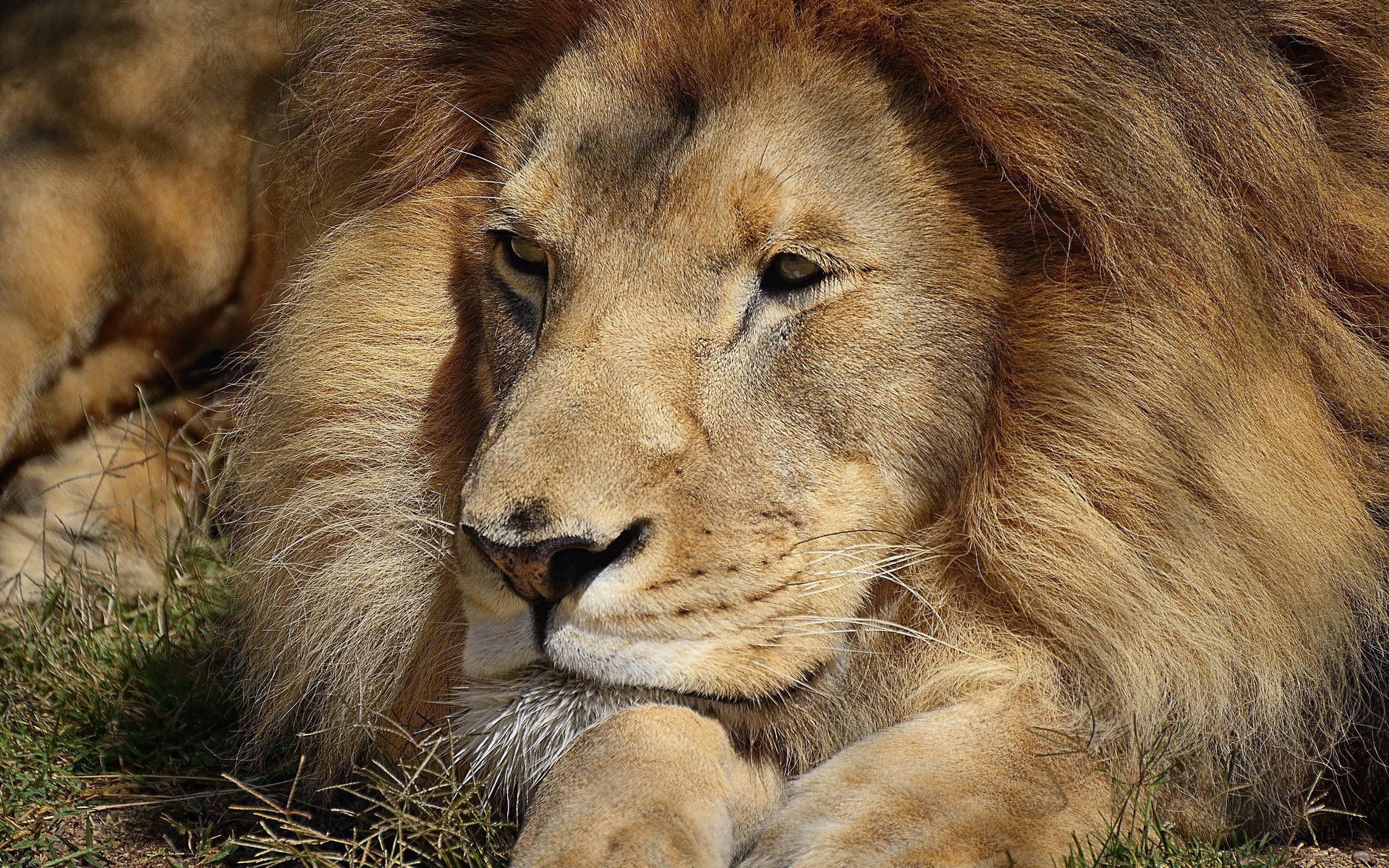 Majestic Lion Close-Up - Stunning HD Animal Wallpaper | 1920x1200 ...