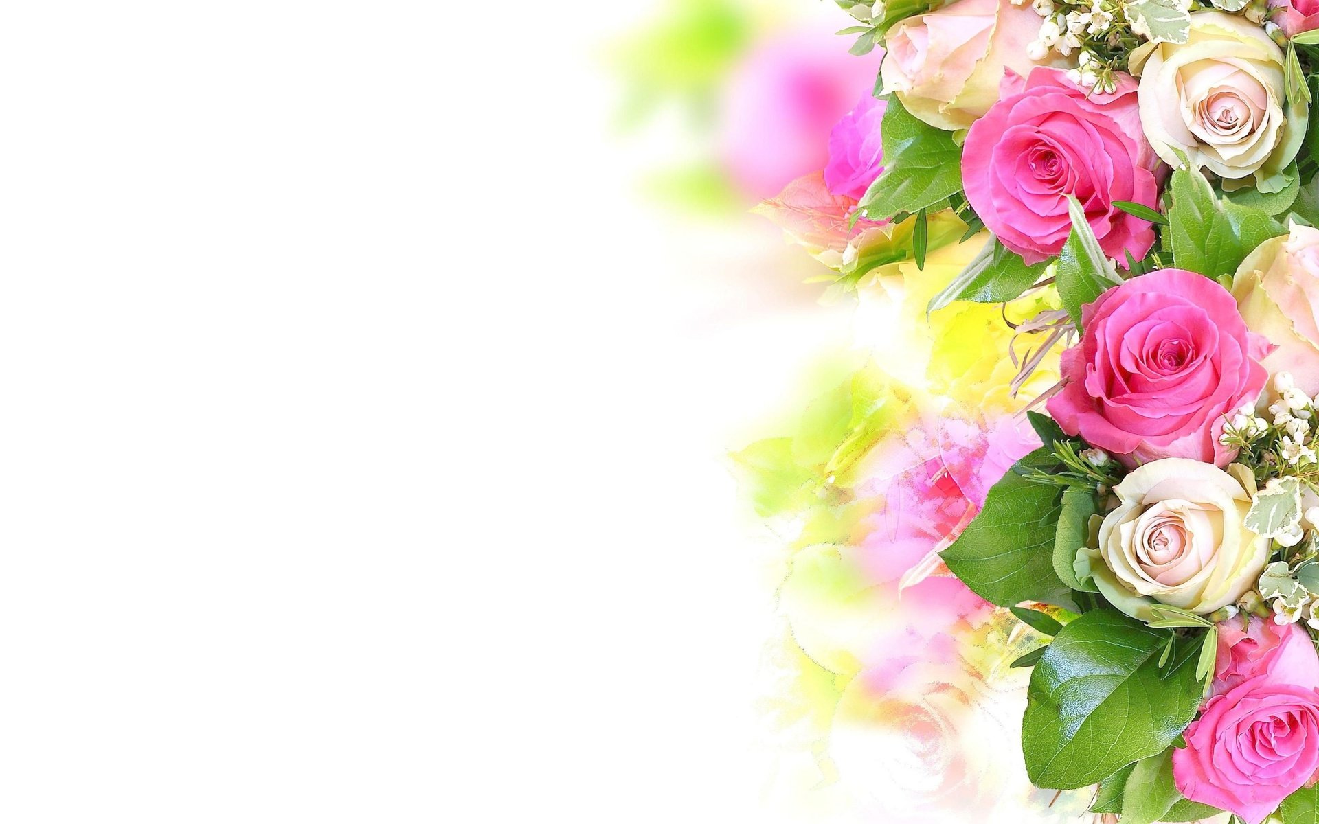 HD Rose Bloom — Nature's Floral Wallpaper | 1920x1200 | Wallpaper Abyss