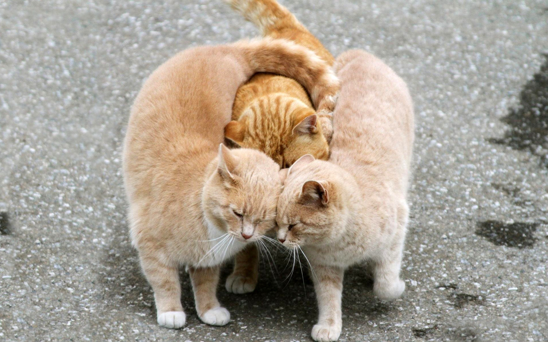 HD Cat Cuddle Trio: Adorable Animal Moments Wallpaper