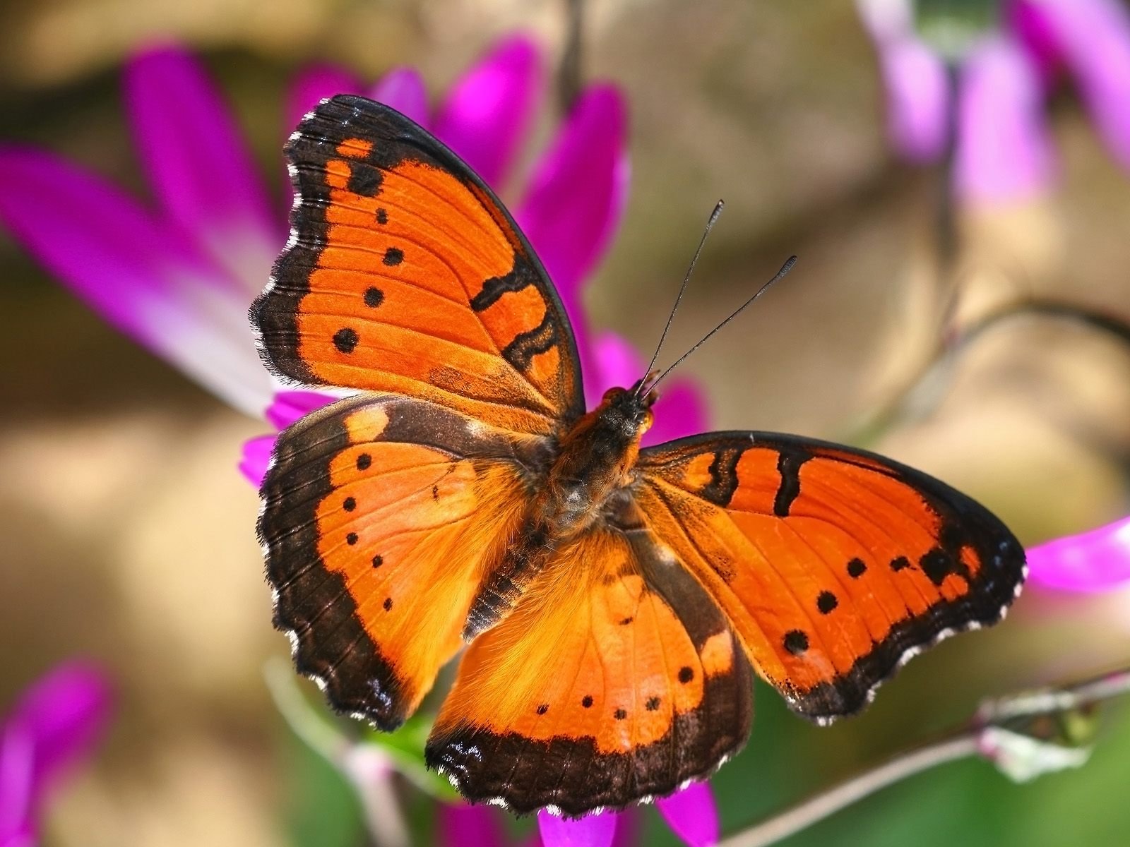 Download Insect Orange (Color) Animal Butterfly Wallpaper