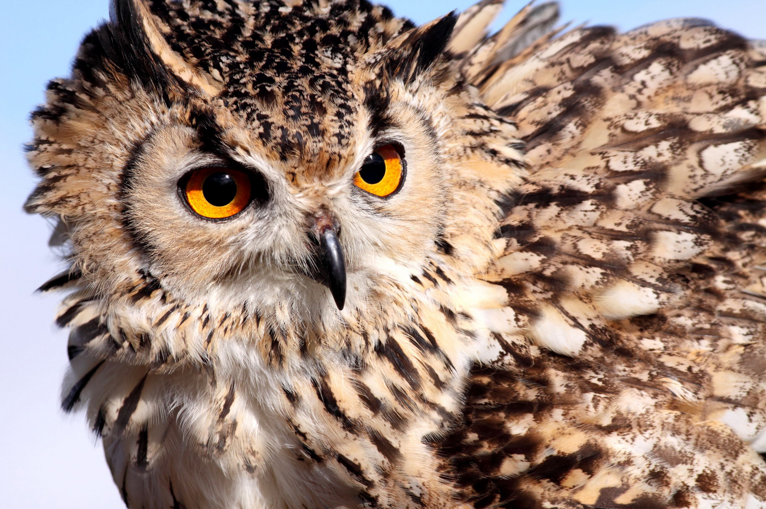 Download Animal Owl HD Wallpaper