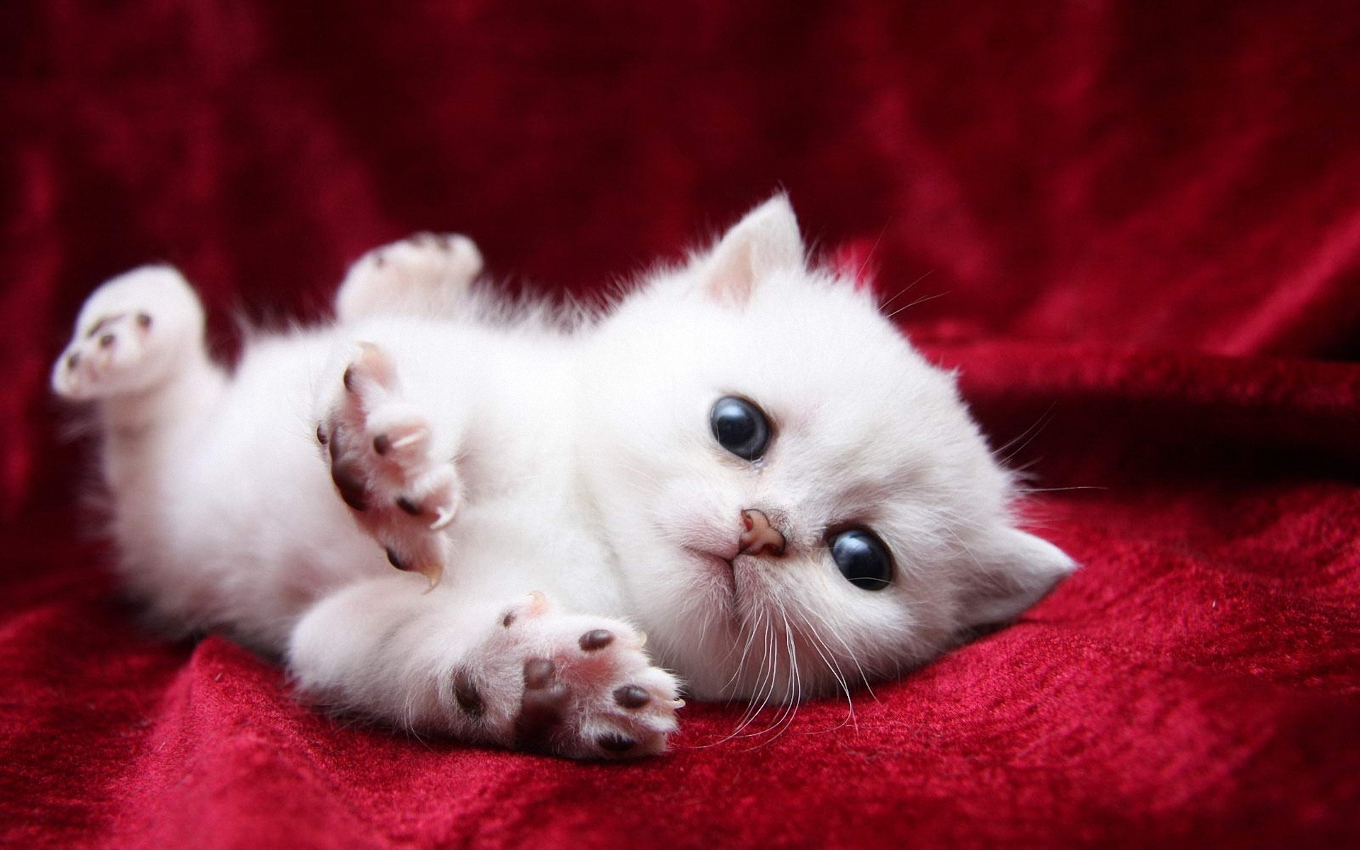 Charming Cat HD Wallpaper: Adorable Playful Cutie