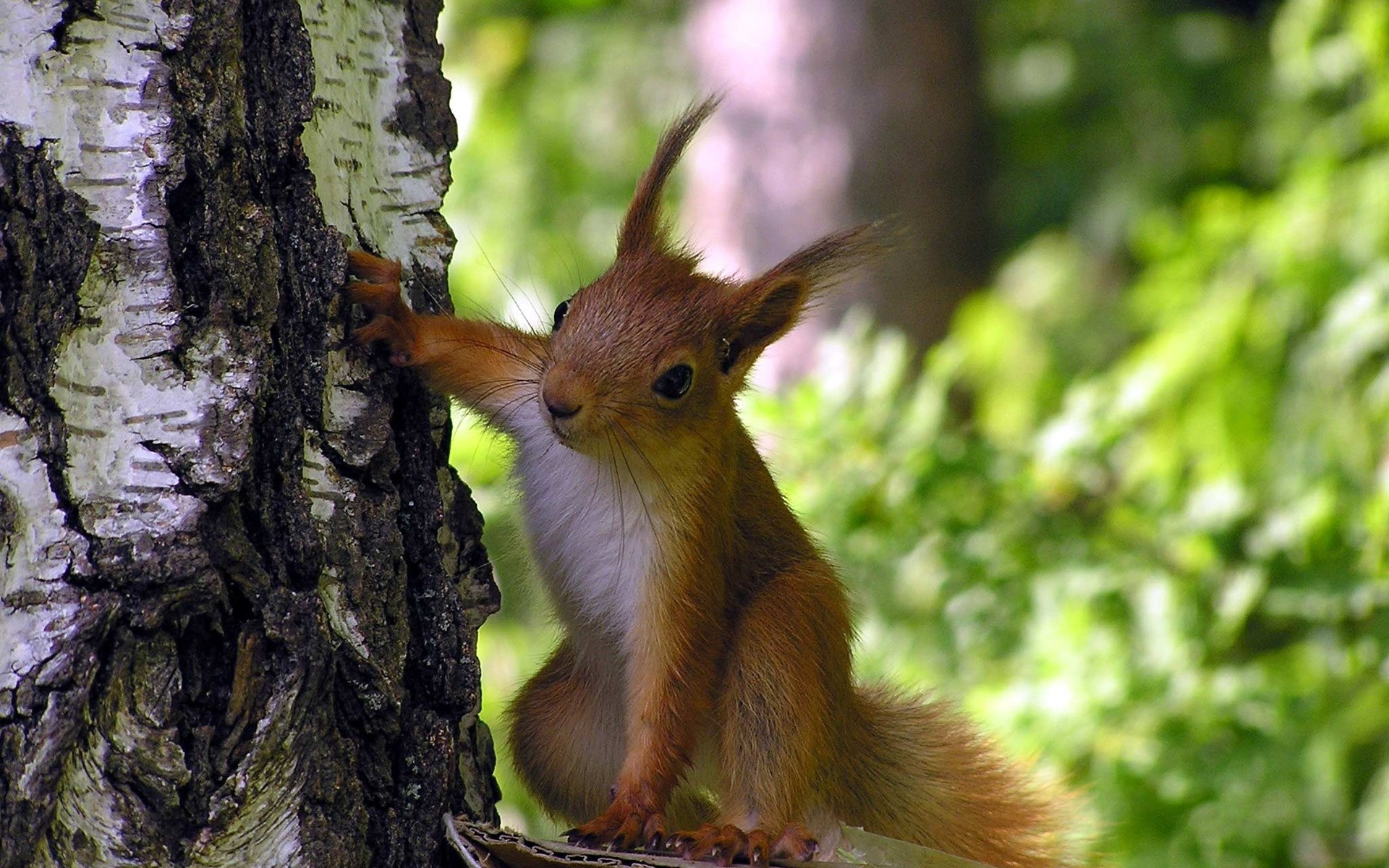 Download Animal Squirrel HD Wallpaper