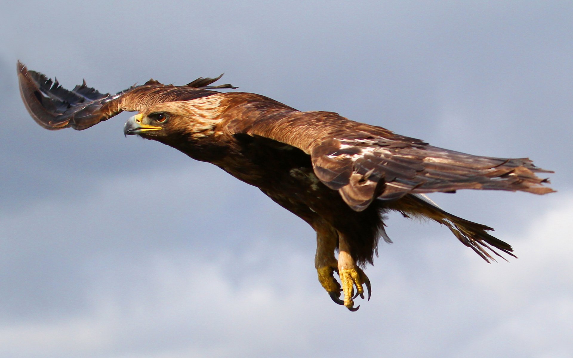 Majestic Eagle in Flight - Stunning HD Animal Wallpaper