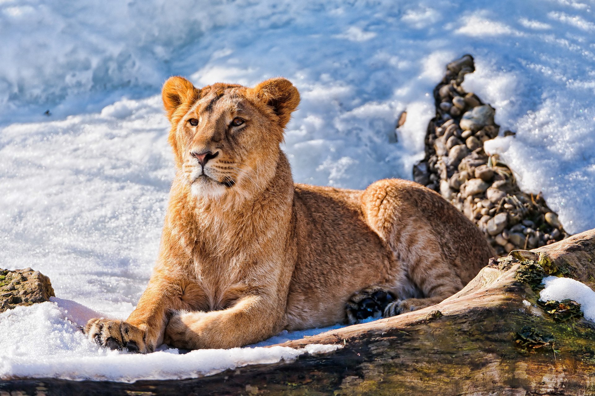 Majestic Lion in Snow - Stunning HD Wallpaper | 3333x2220 | Wallpaper Abyss