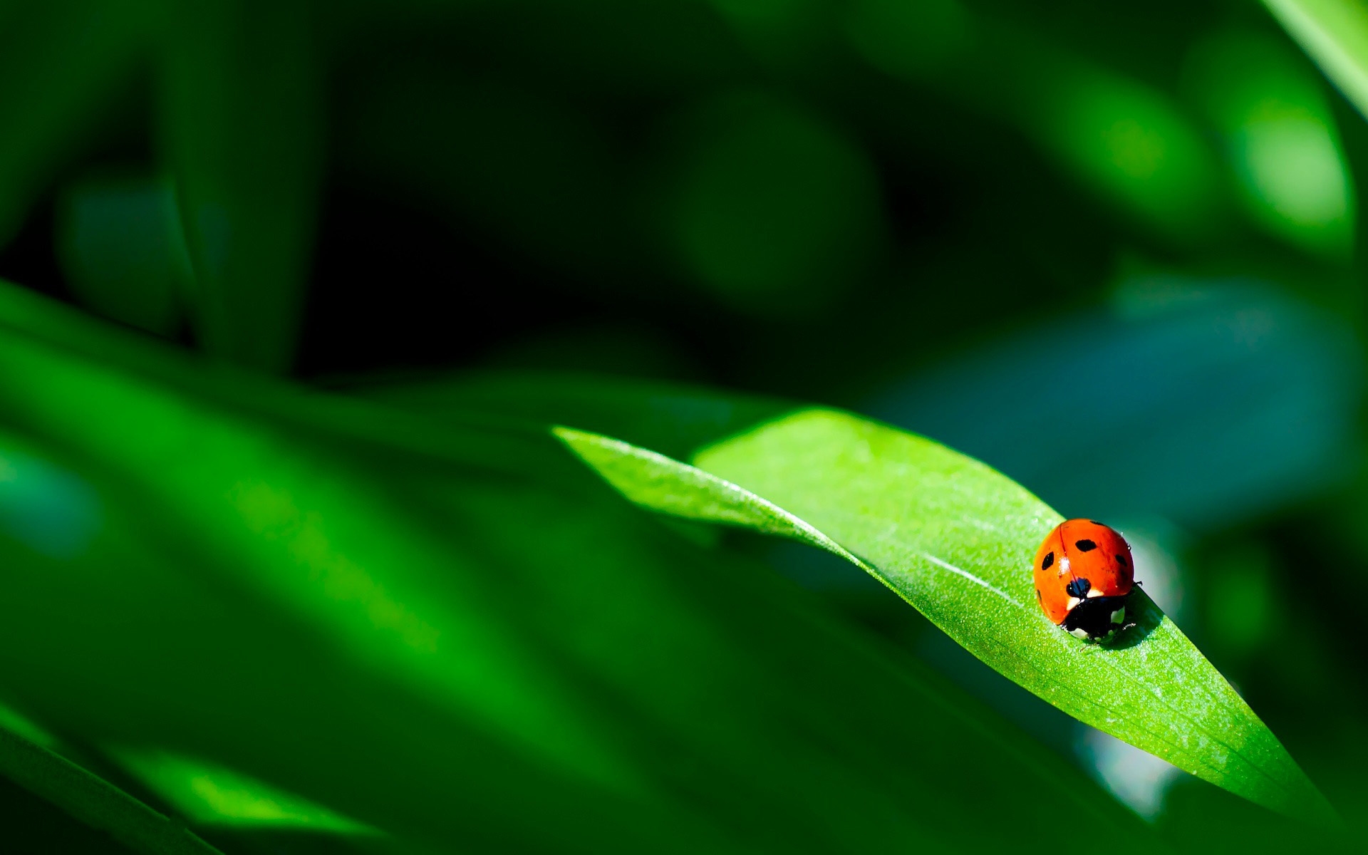 Download Animal Ladybug HD Wallpaper