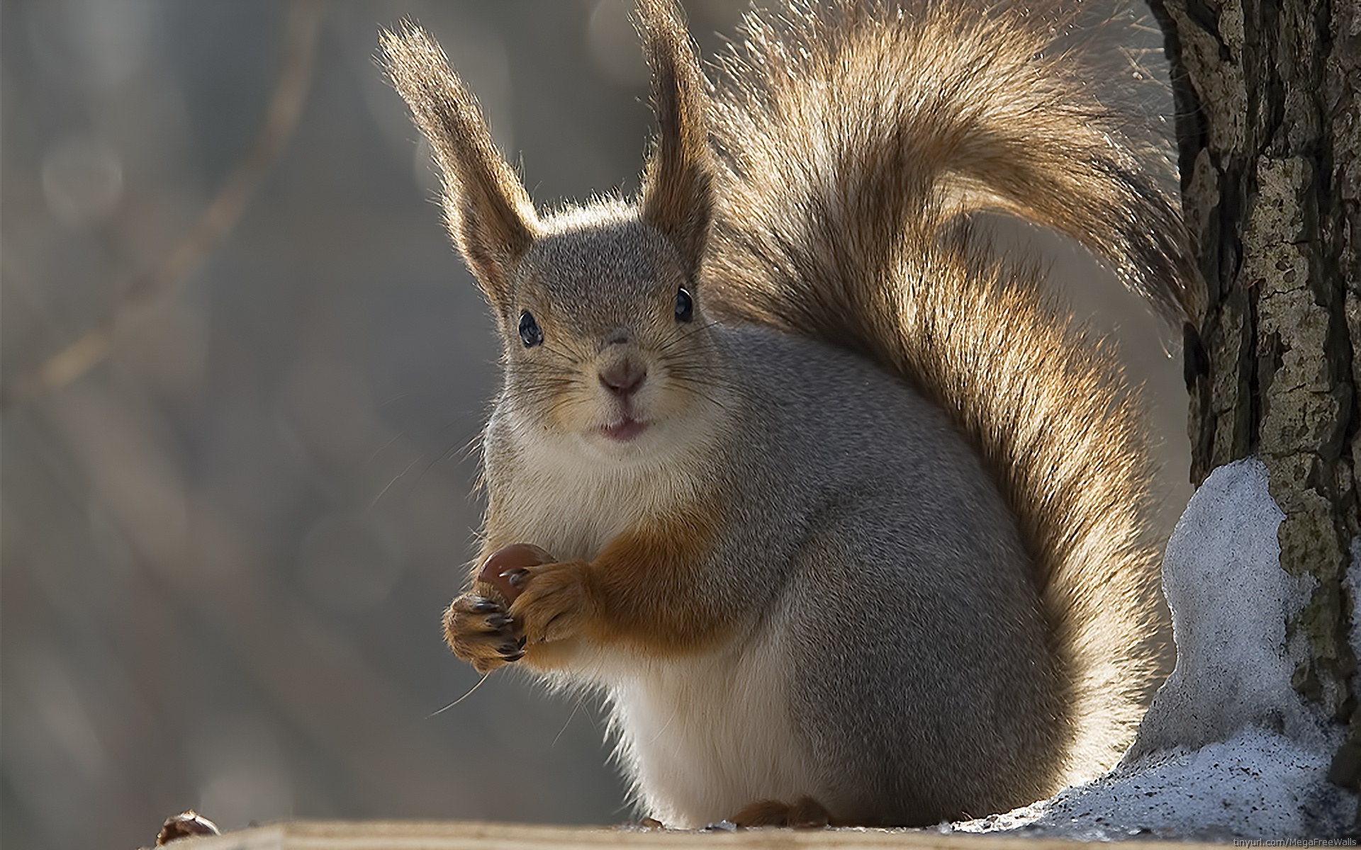 HD Wallpaper of a Playful Squirrel