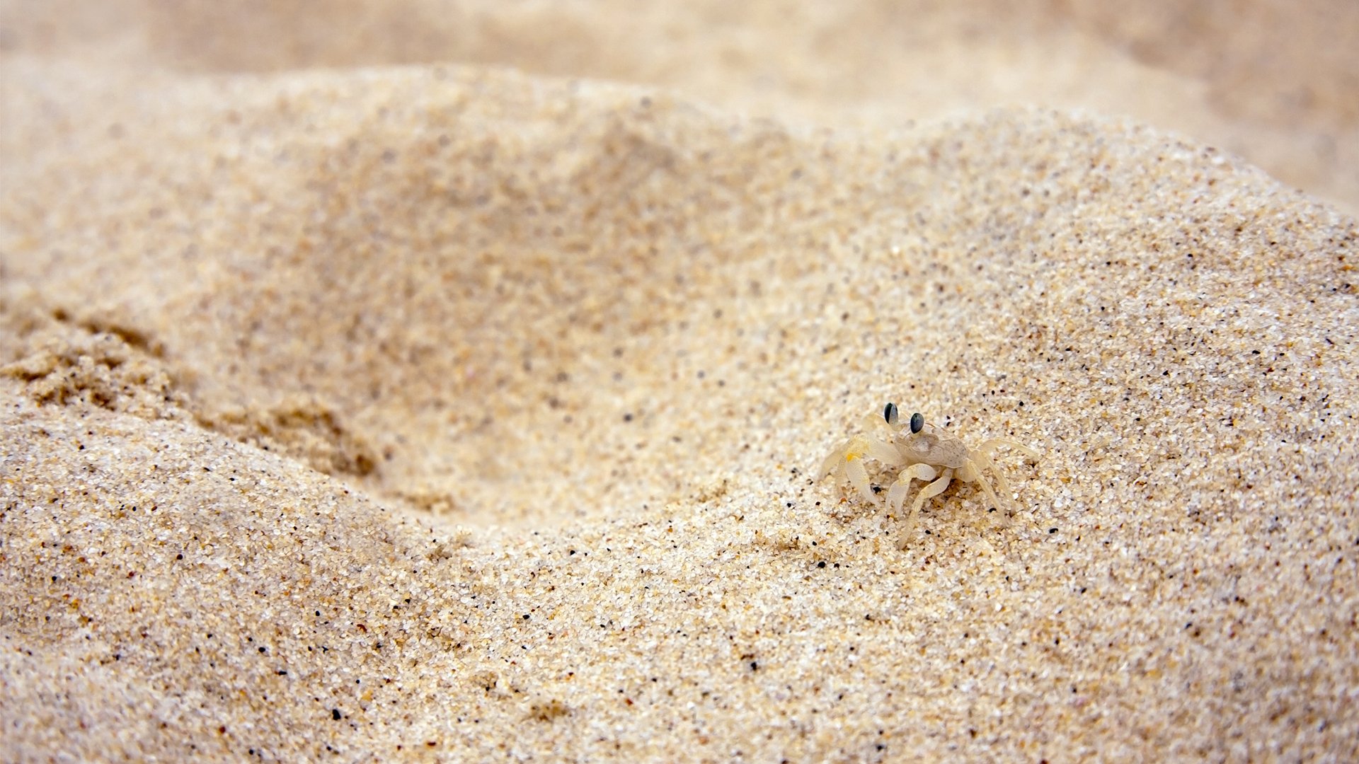 Download Animal Crab HD Wallpaper