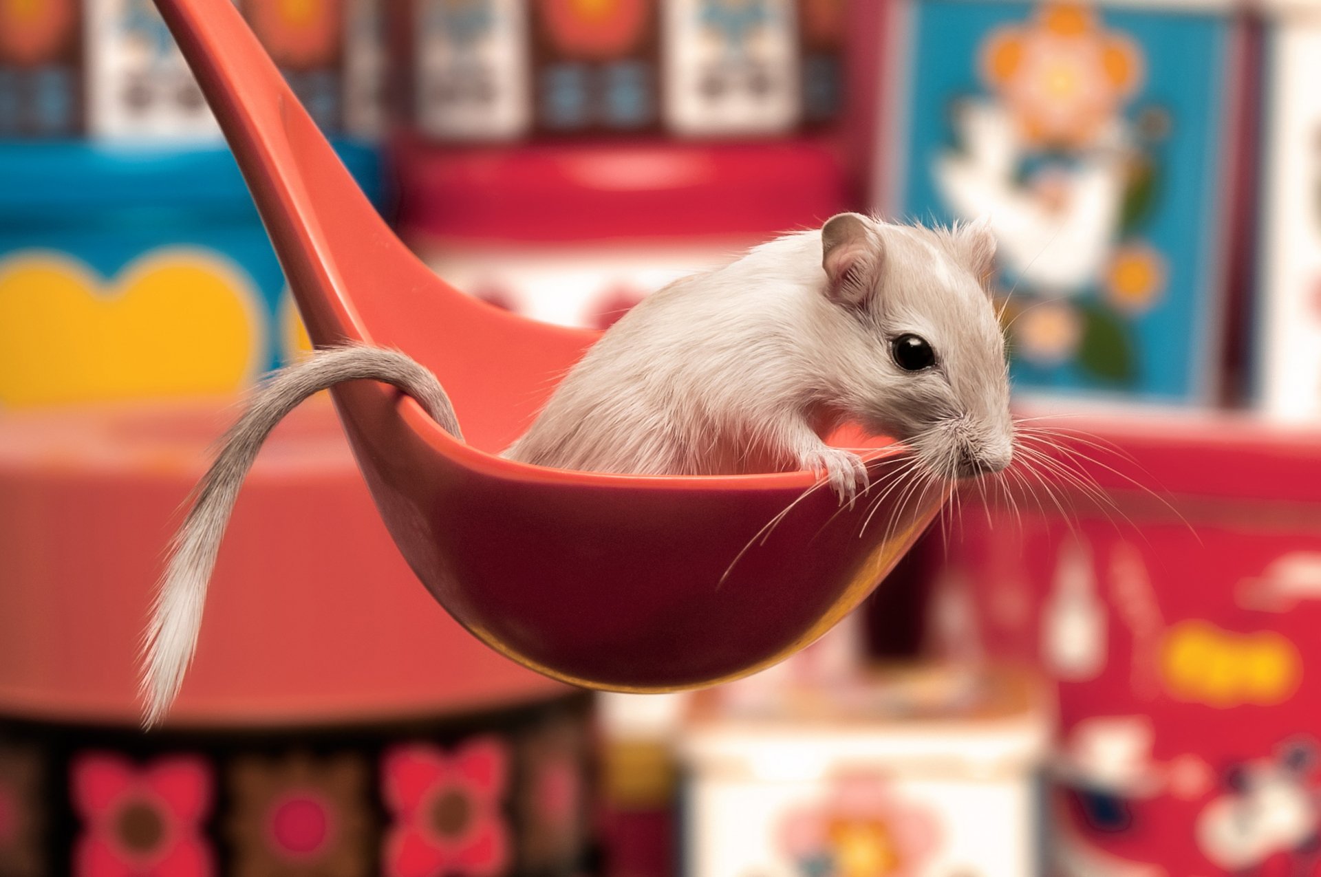 Download Animal Mouse HD Wallpaper