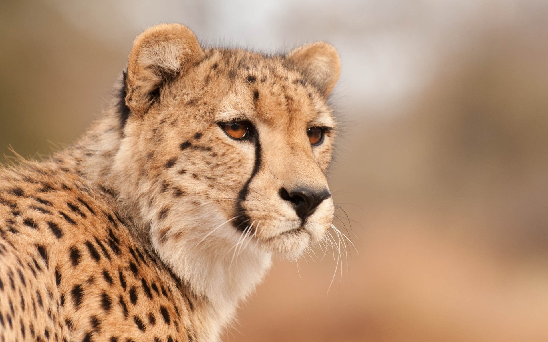 Cheetah Gaze — HD Animal Wallpaper | 1920x1200 | Wallpaper Abyss