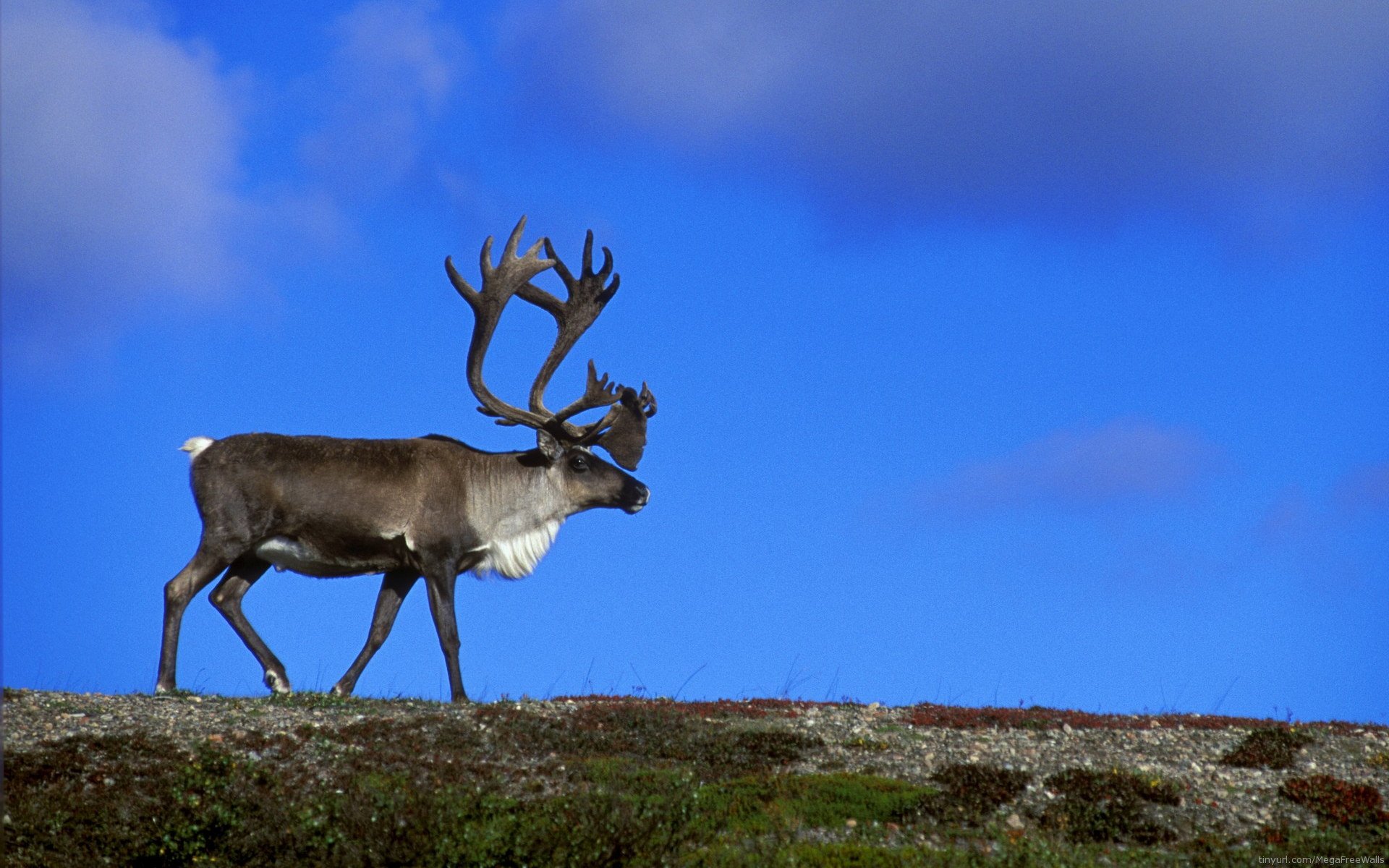 Majestic Deer in HD: Stunning Wildlife Wallpaper