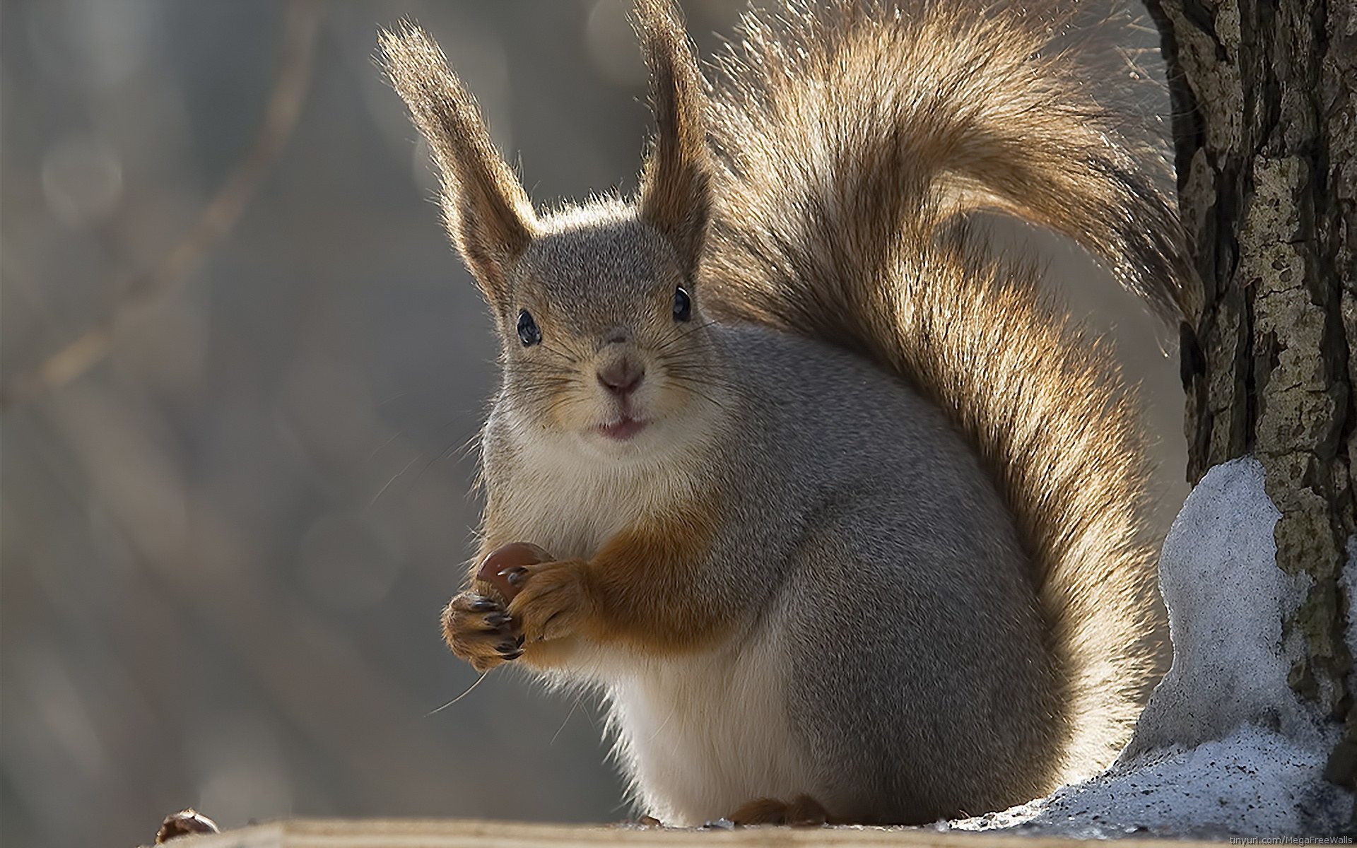 HD Wallpaper of a Playful Squirrel