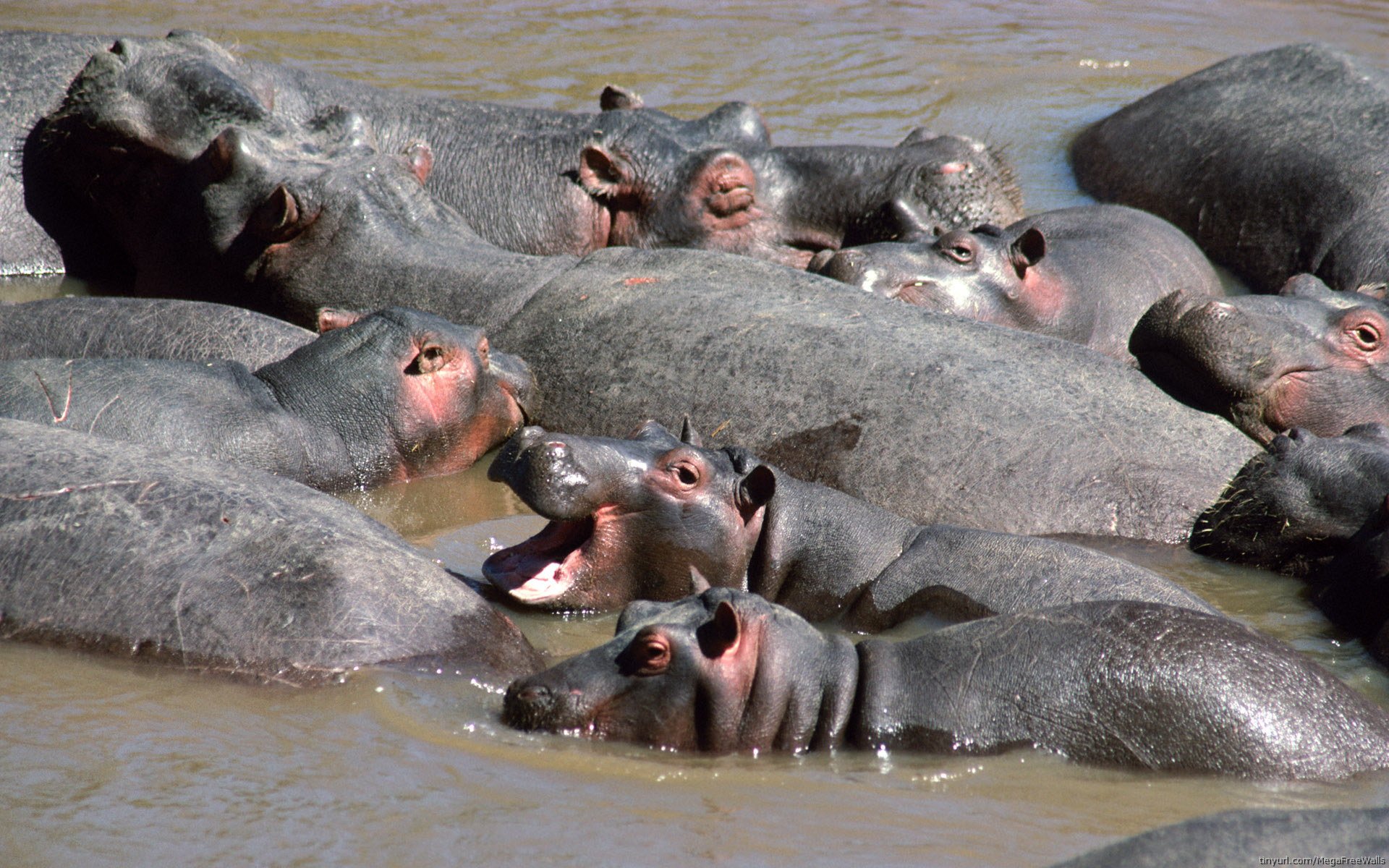 Download Animal Hippo HD Wallpaper