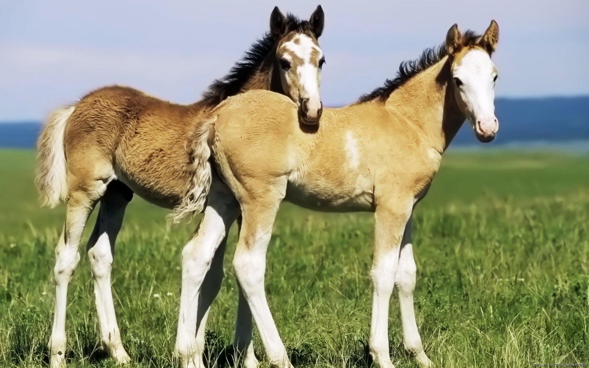 Adorable Baby Horses: A Stunning HD Wallpaper