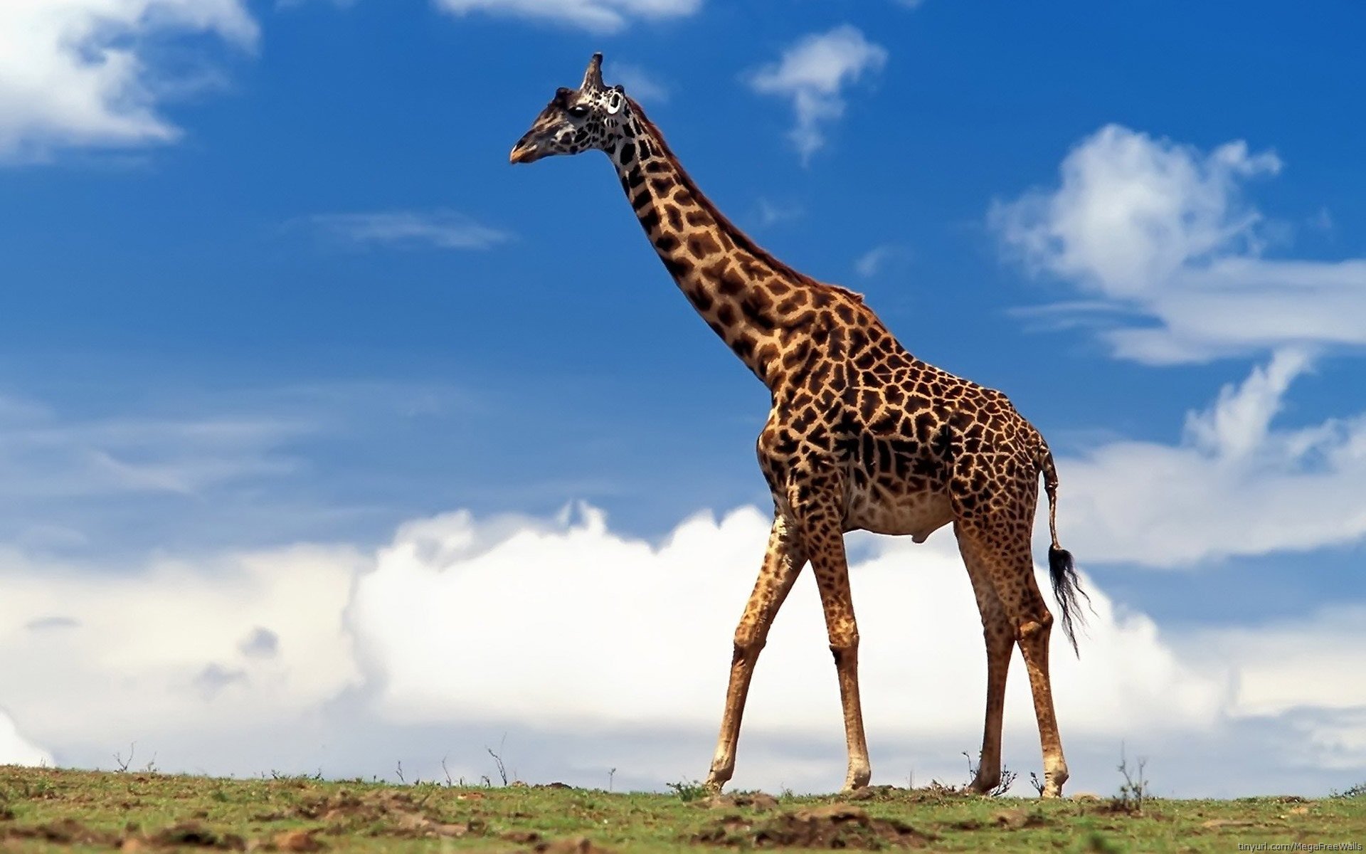 Skyward Stride — Giraffe HD Wallpaper