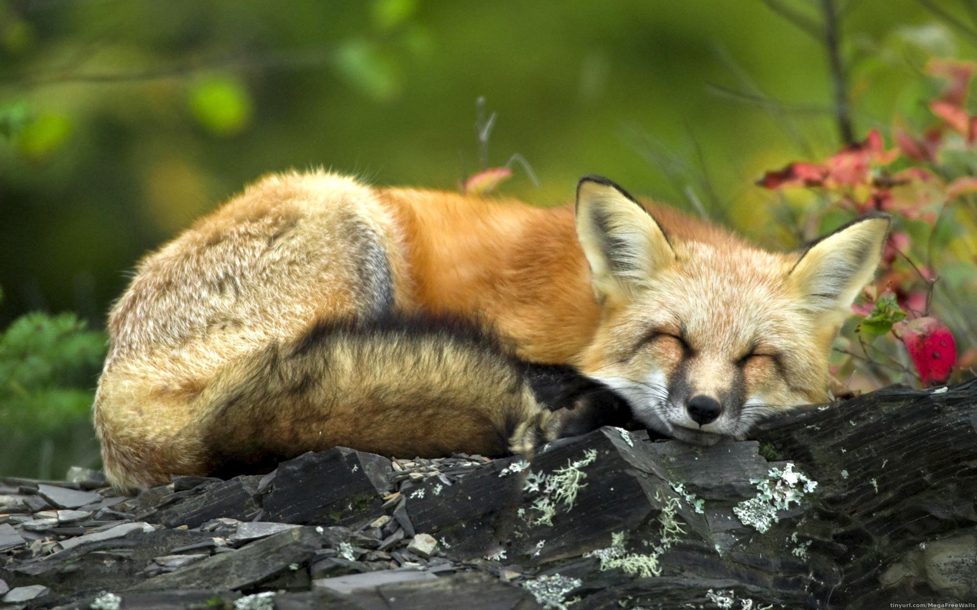 Serene Fox Resting: HD Wildlife Wallpaper