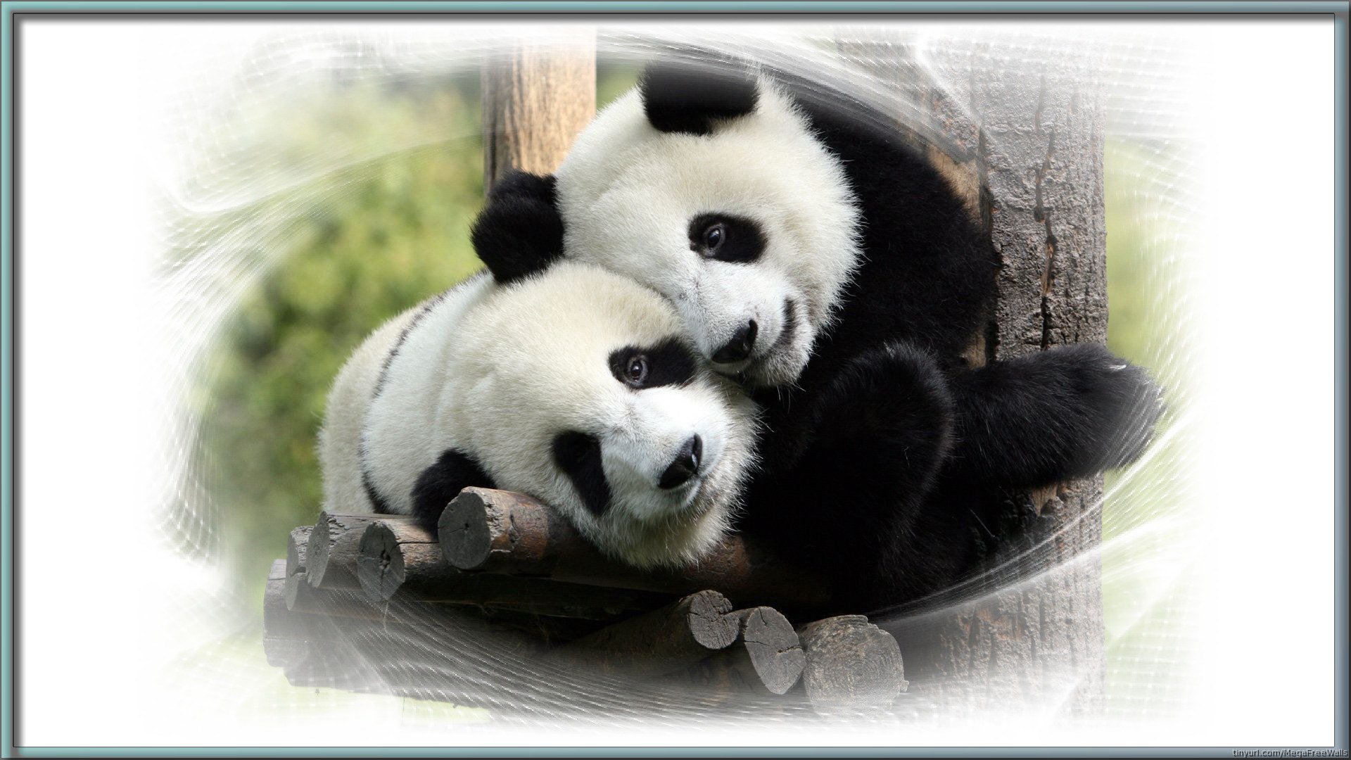 Panda Couple Wallpaper Hd - Infoupdate.org