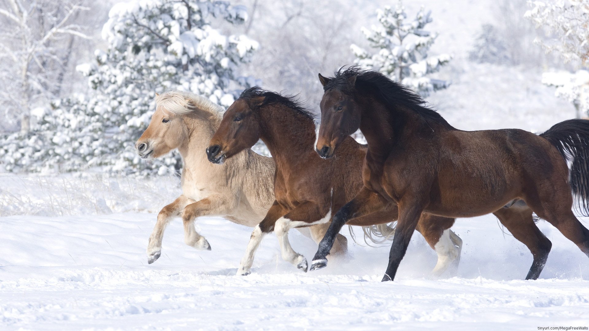 Miniature Horse s Running In The Snow