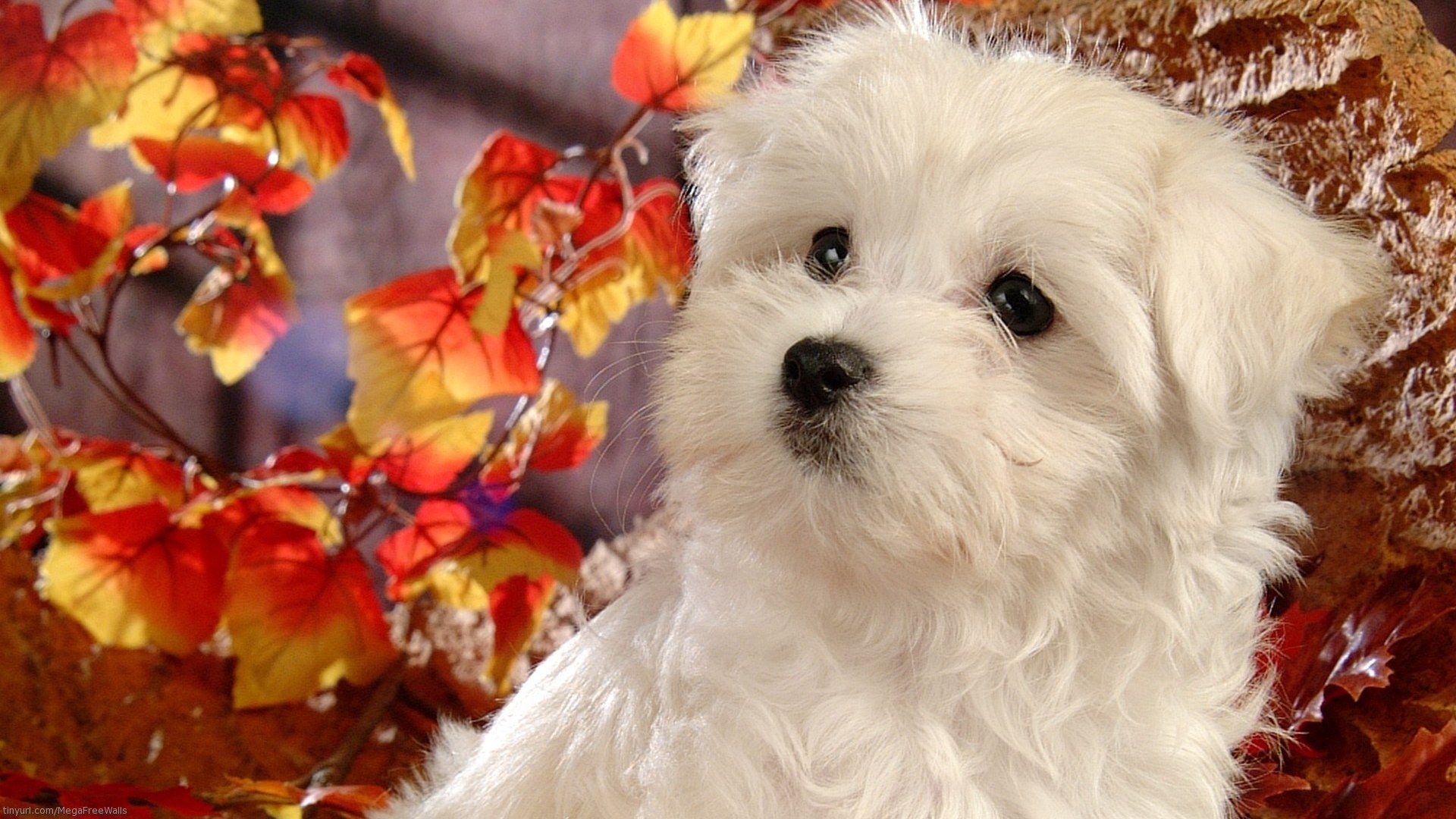 Adorable White Puppy HD Wallpaper – Cute Dog Bliss in Autumn Colors
