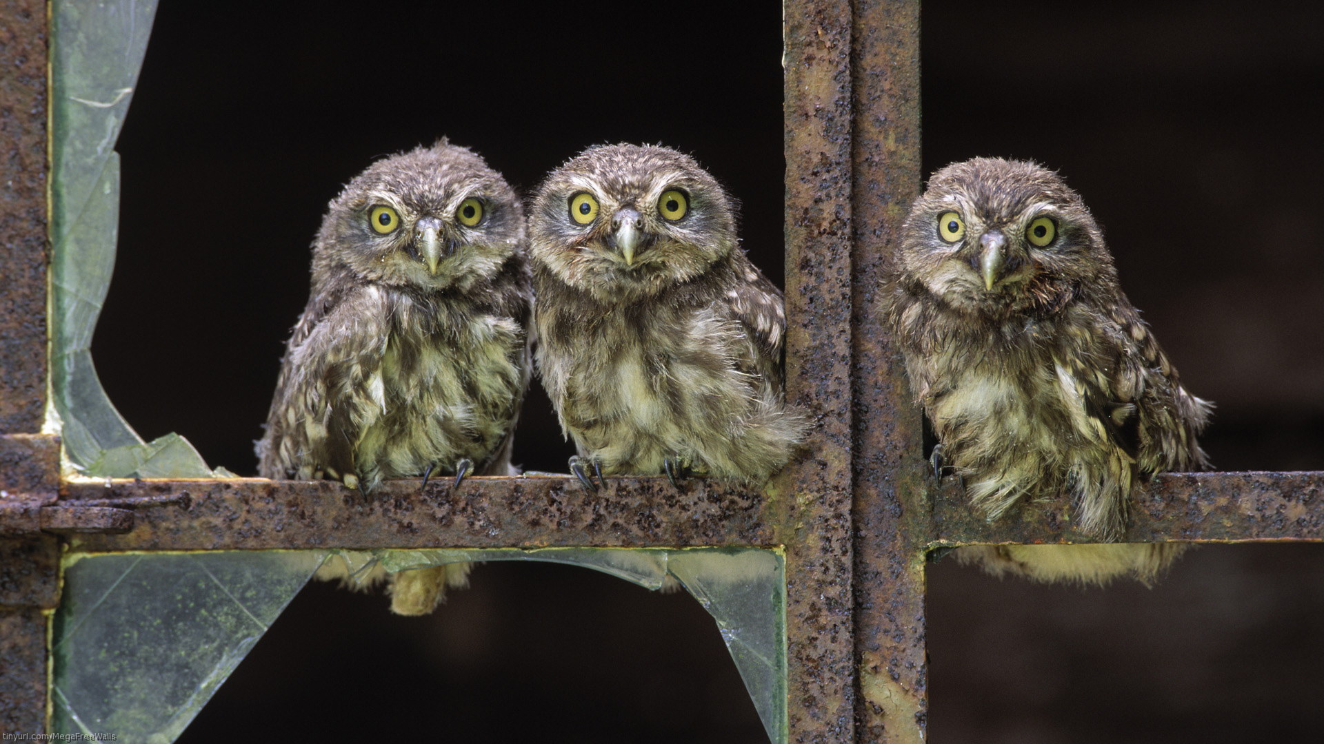 Three Little Owls HD – Stunning Bird Animal Wallpaper by Scott Ford