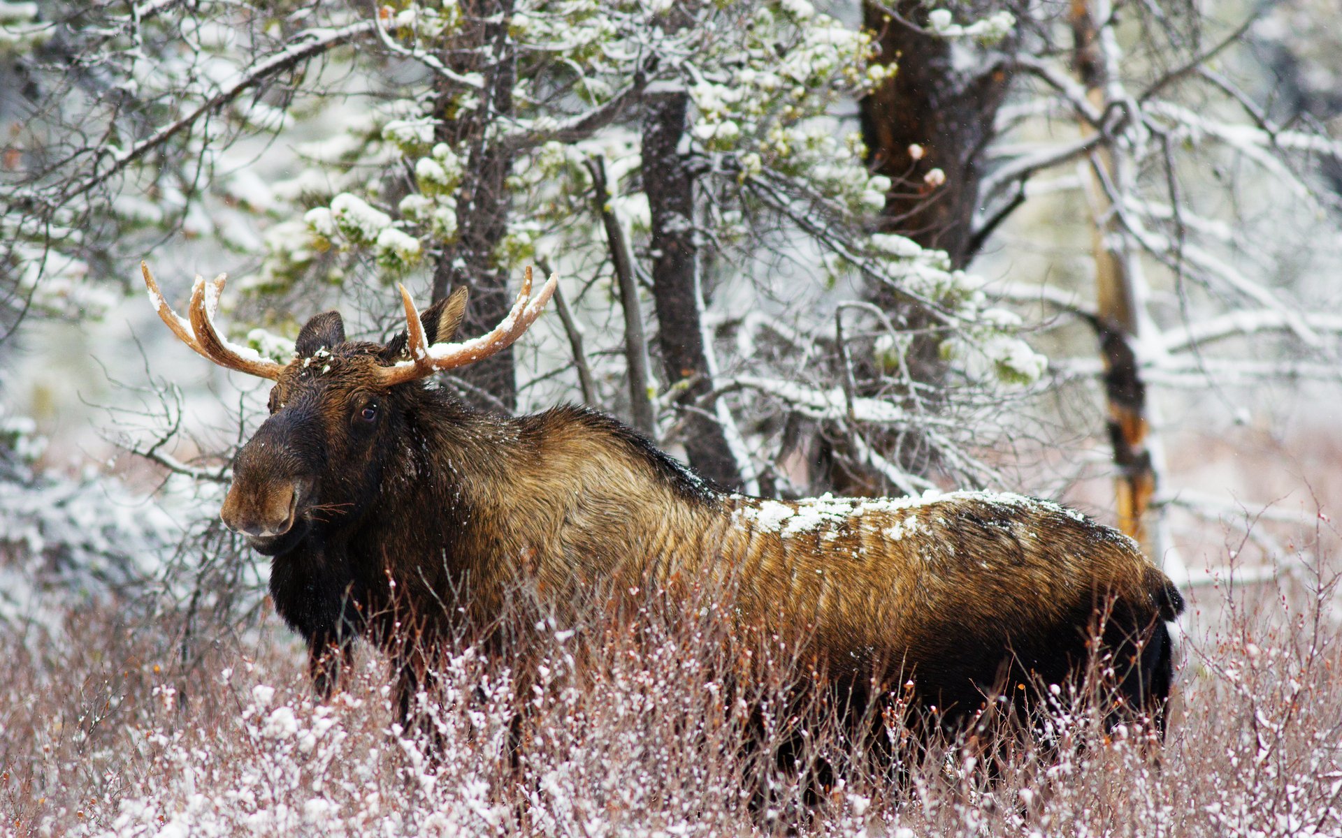 Majestic Moose in Snowy Forest – HD Animal Wallpaper | 1920x1200 ...