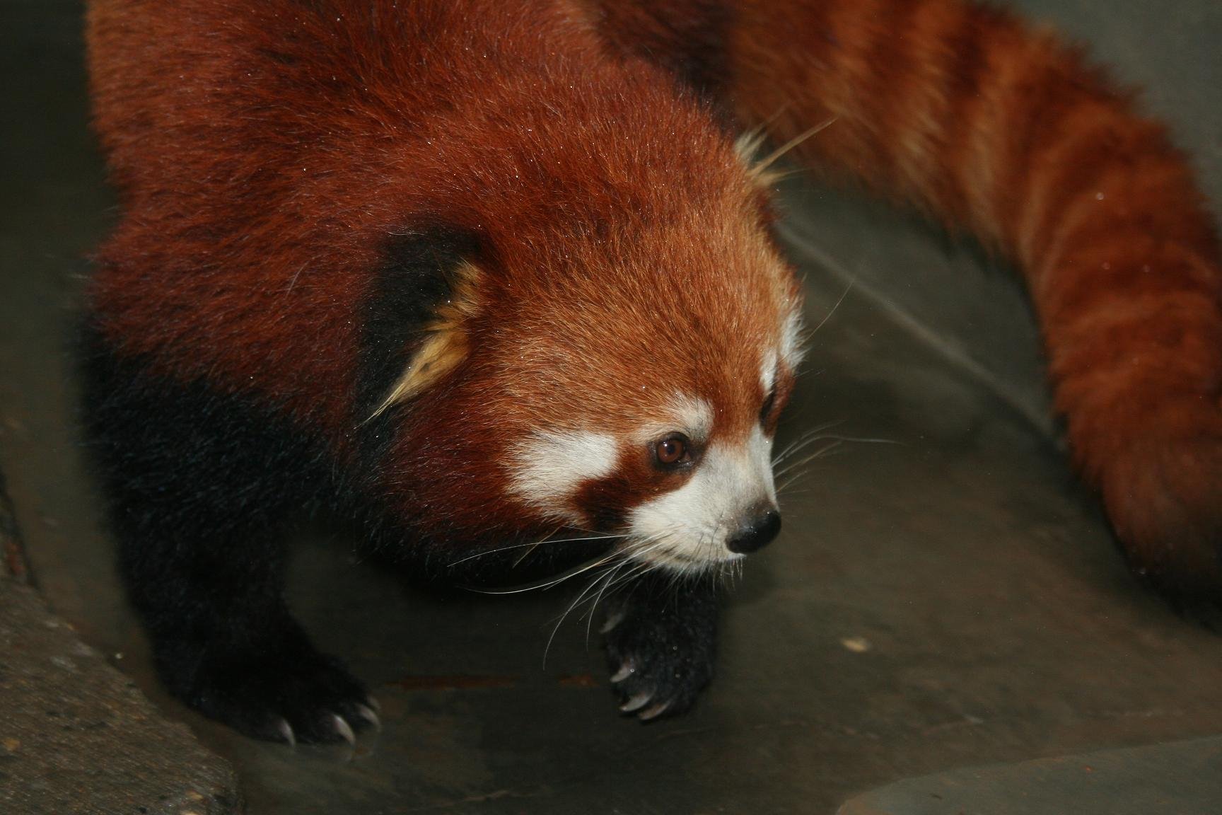 Download Animal Red Panda Wallpaper