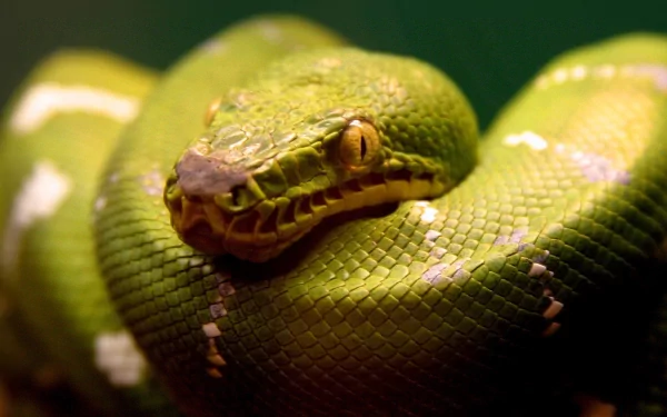 Golden Python HD Wallpaper