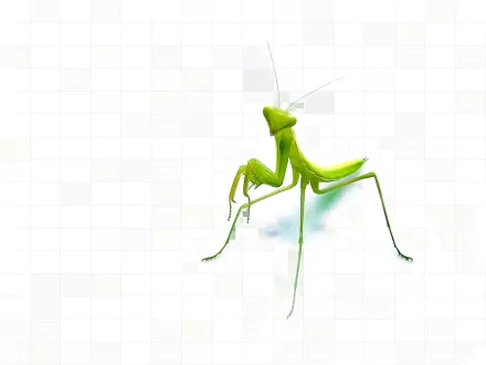 Praying Mantis - Desktop Wallpapers, Phone Wallpaper, PFP, Gifs, and More!