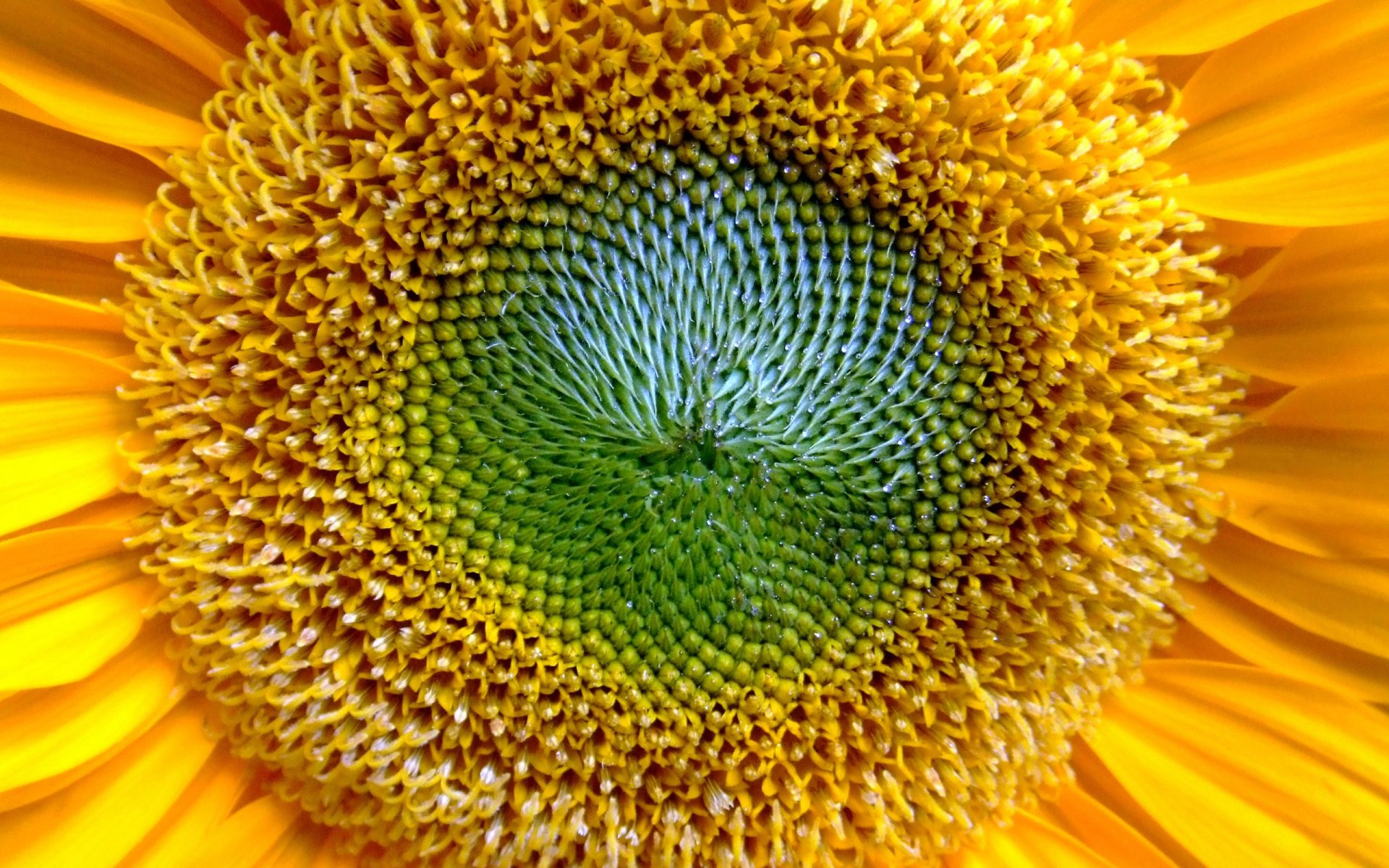 Vibrant Sunflower HD Wallpaper: Nature's Beauty Unveiled | 2560x1600 ...