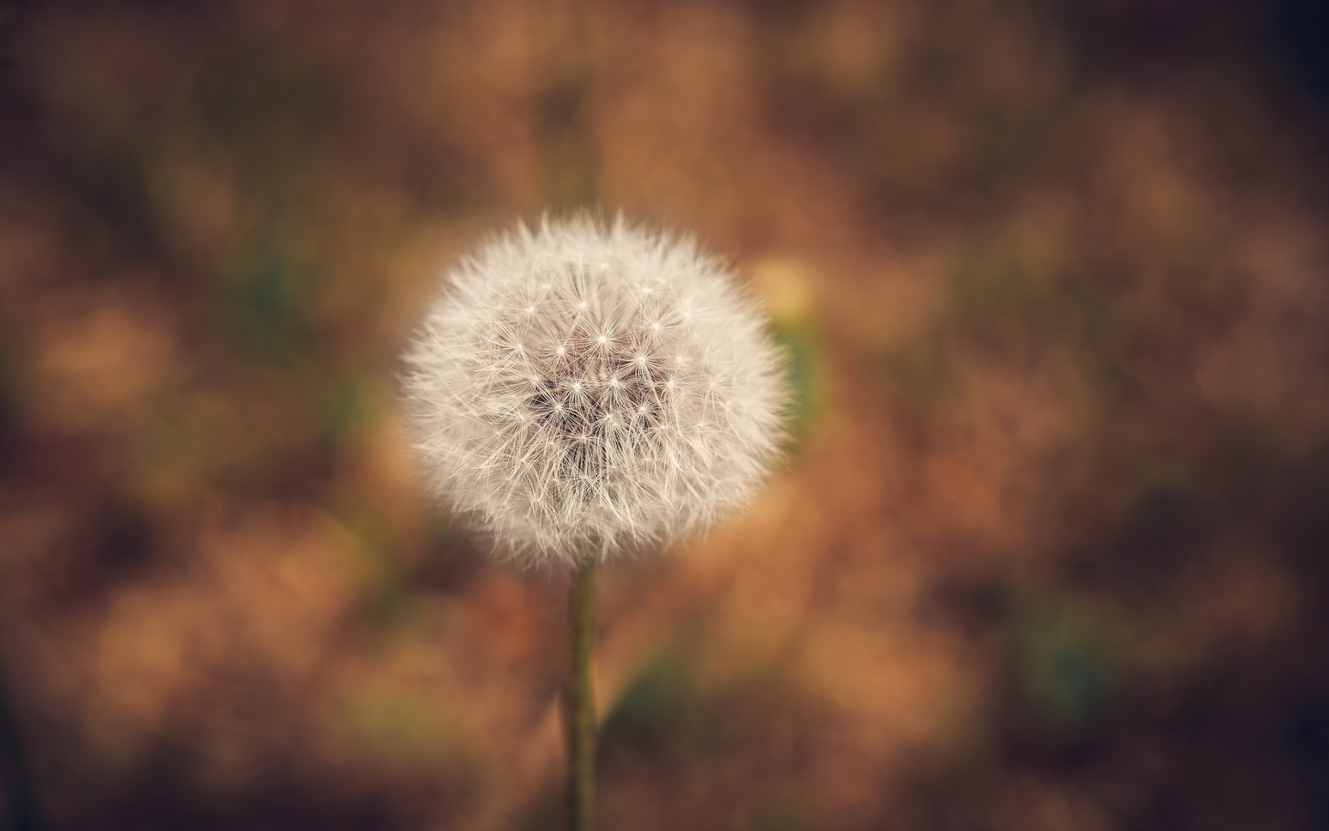 Download Nature Dandelion HD Wallpaper by Stephen Moehle