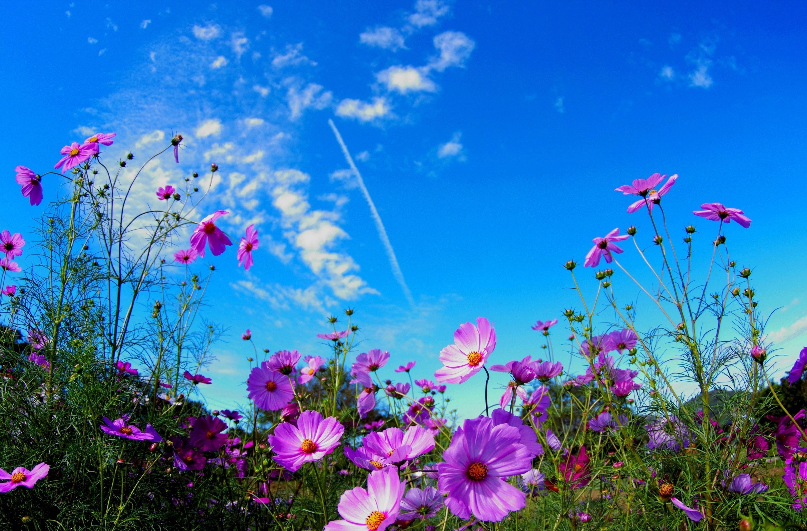 Nature Flower HD Wallpaper