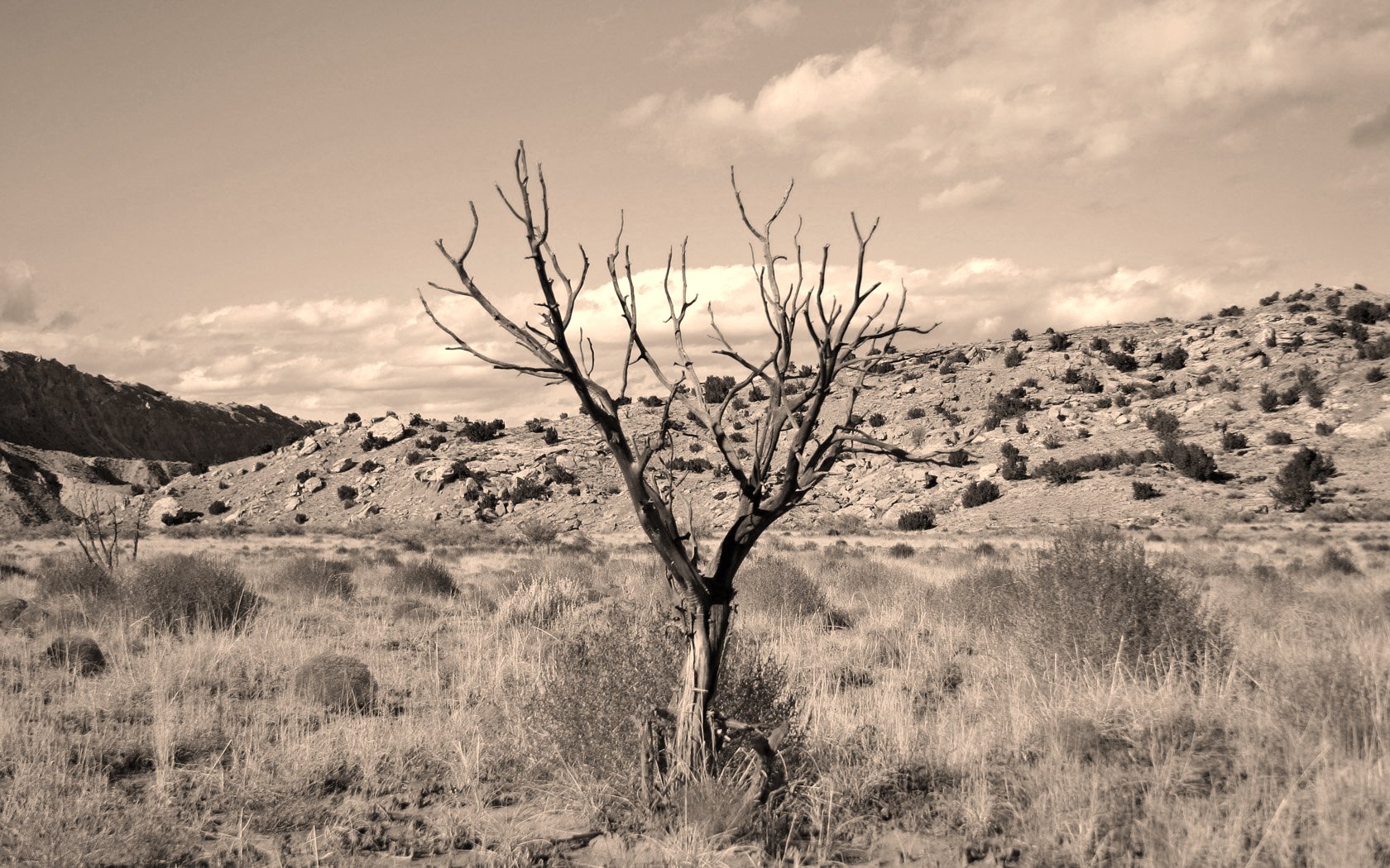Desert Solitude: HD Nature’s Tree in Arid Beauty | 1680x1050 ...